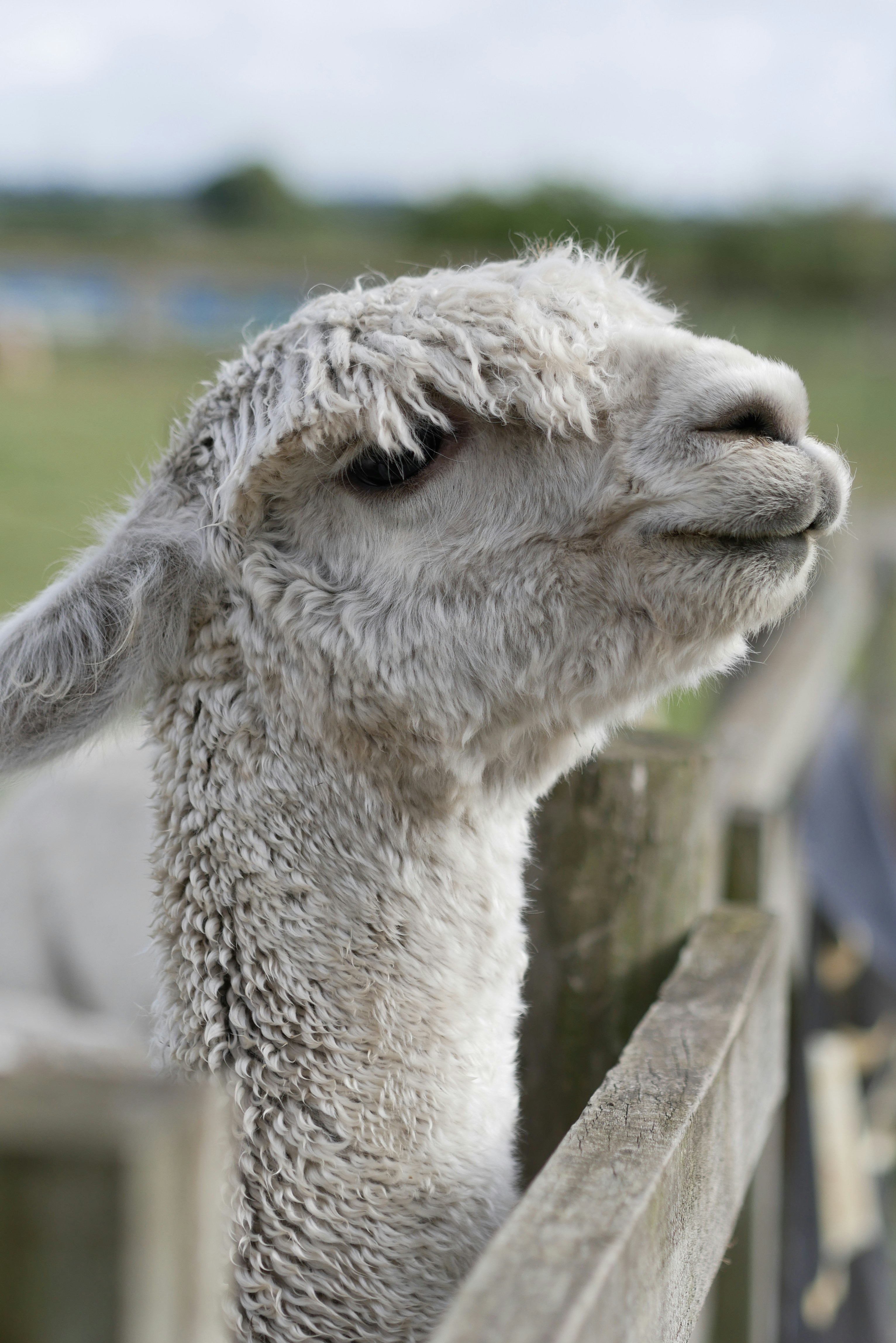 Alpaca in Sunlit Comfort: A Gentle Gaze Over the Fence