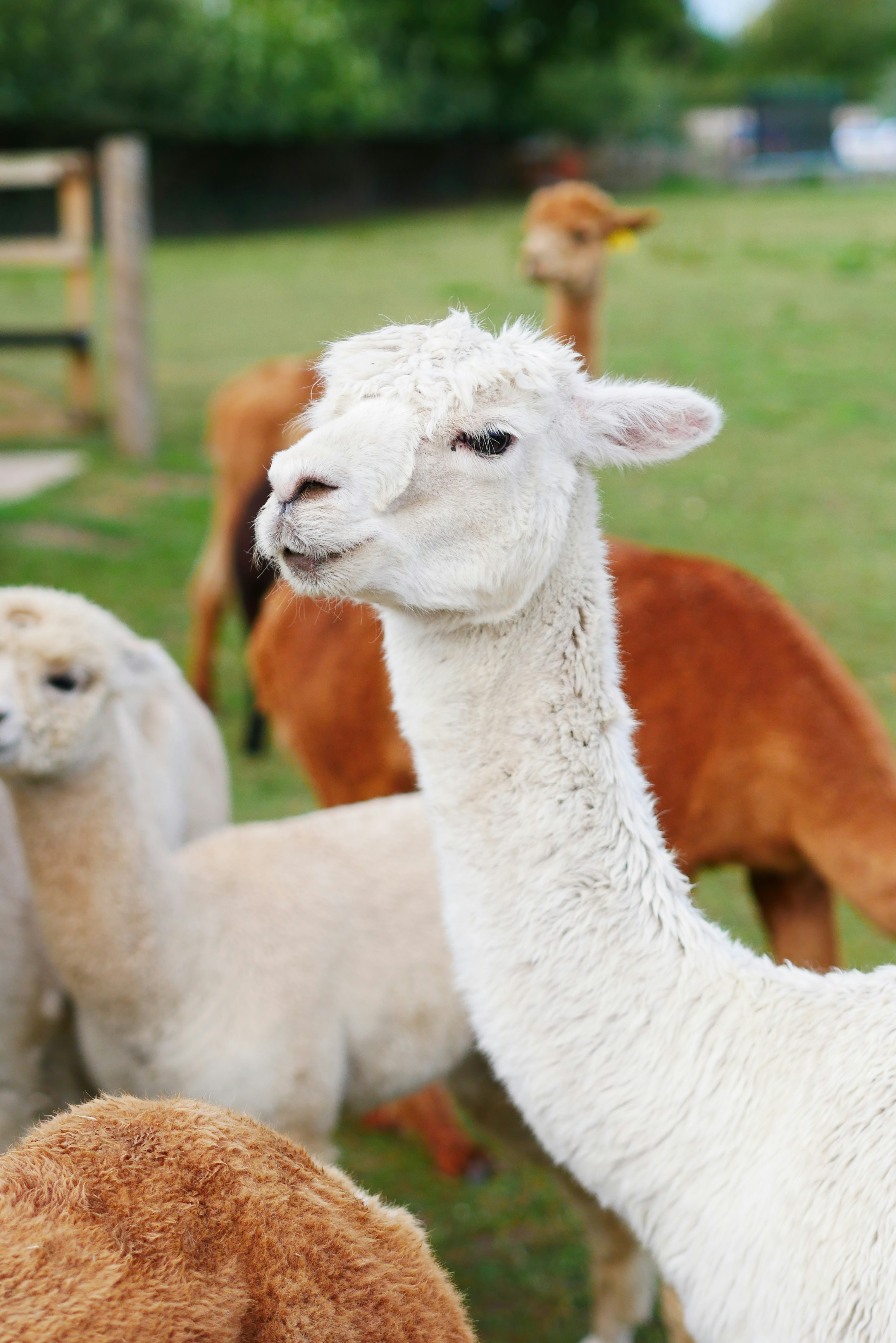 Llamas in the Field: A Curious White Alpaca Leads the Portrait