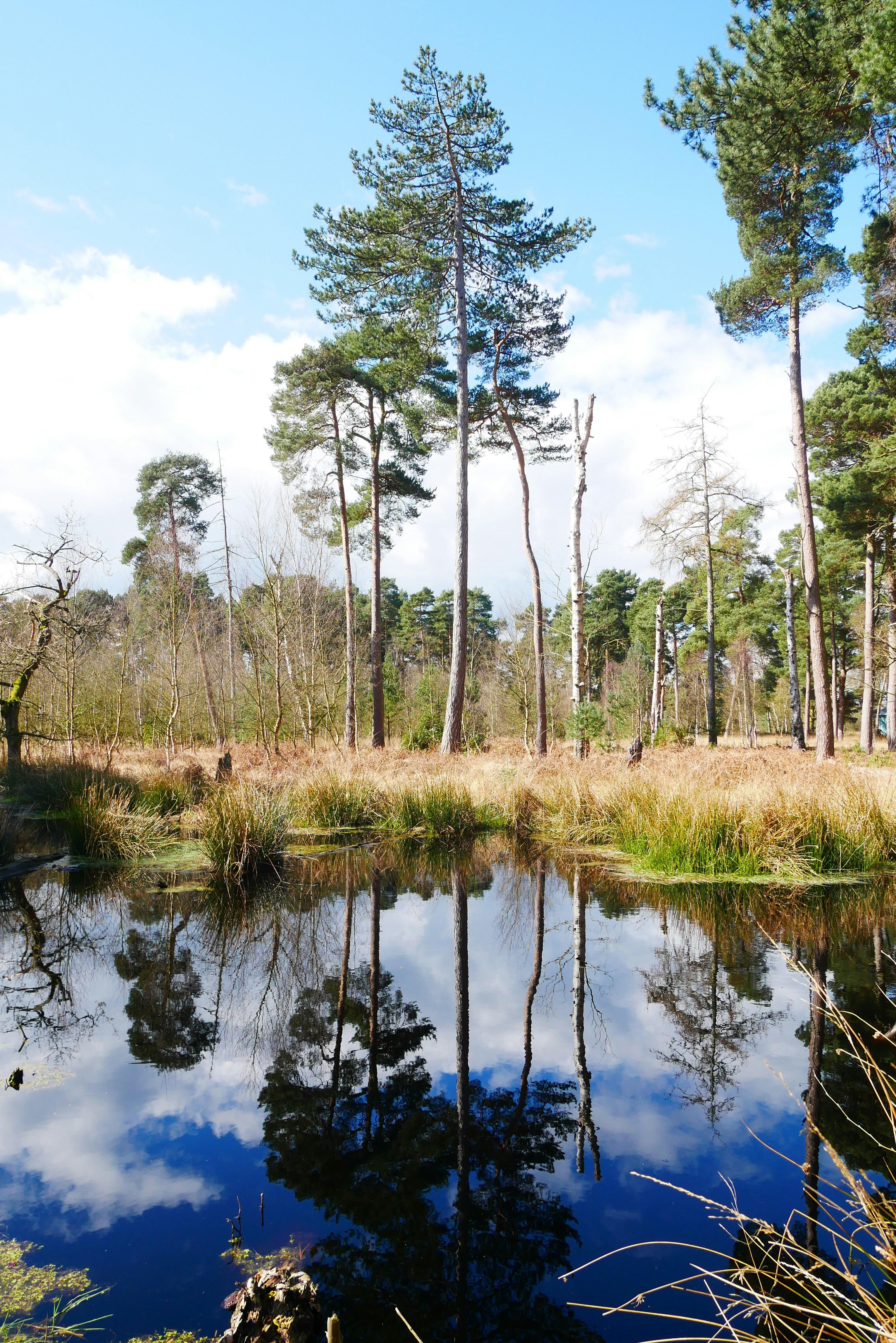 Reflections of a tranquil wetlands forest under a bright sky