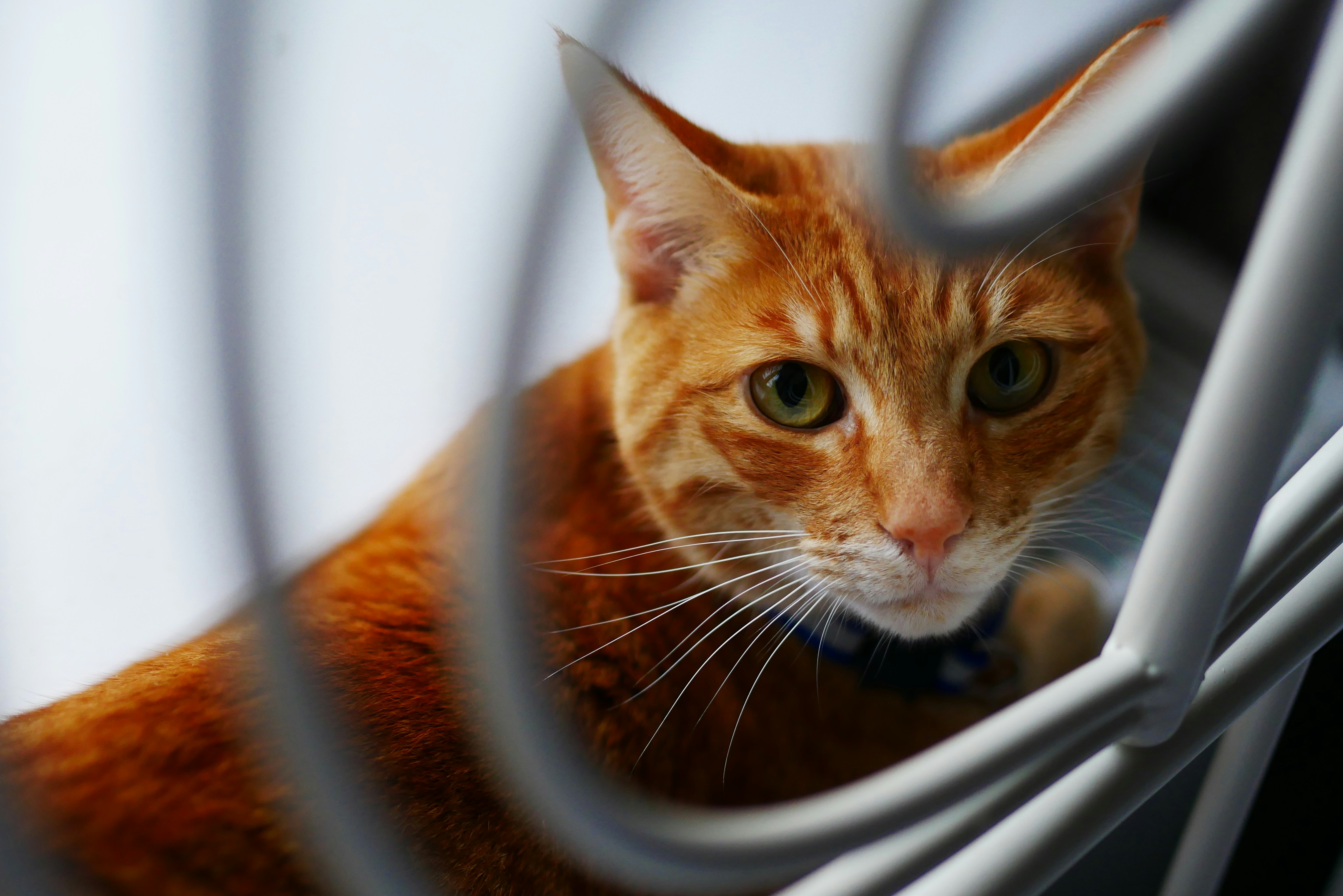 Curious Orange: A Cat Peering Through a Ringed Frame