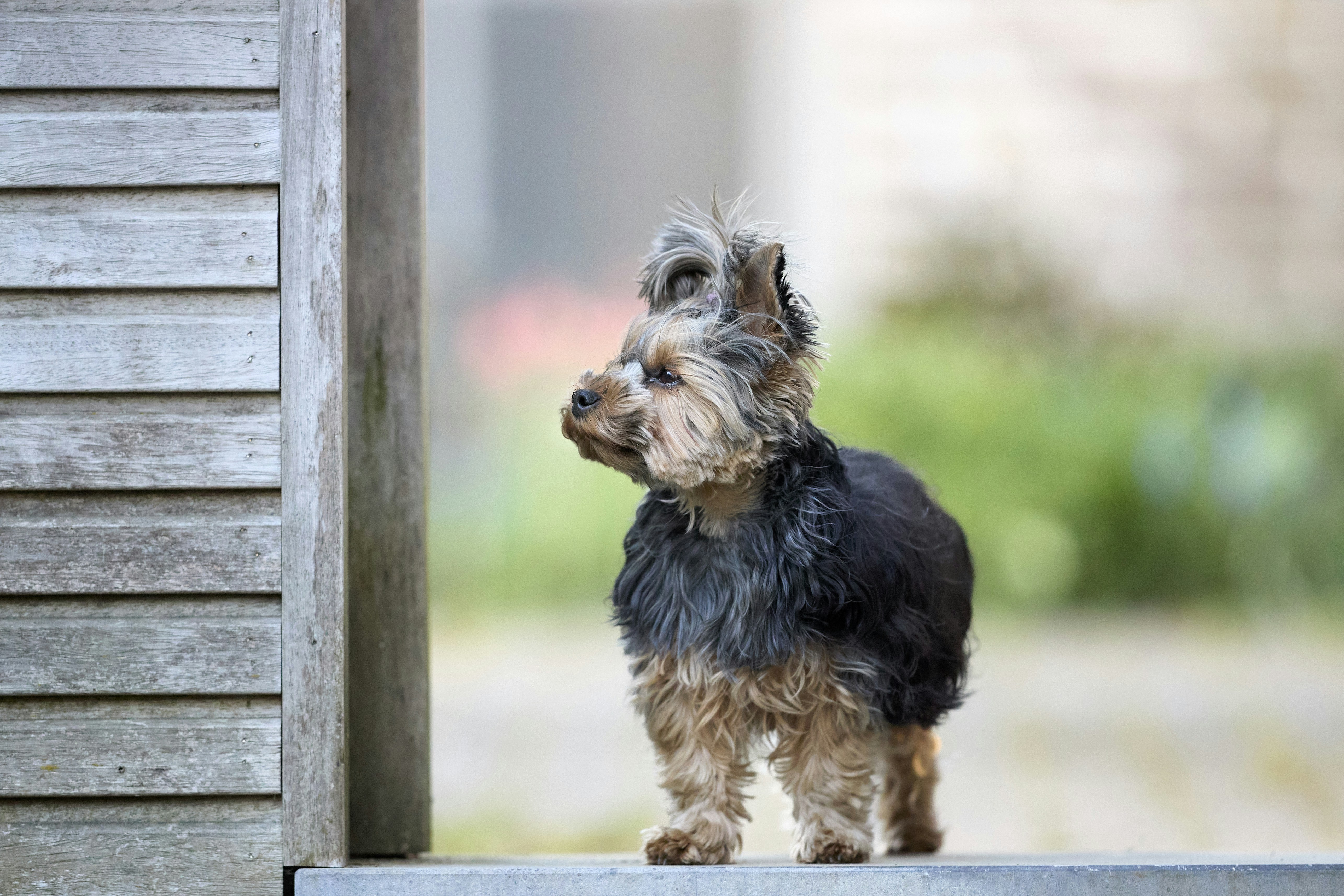 Alert Miniature Schnauzer Stance by a Wooden Panel