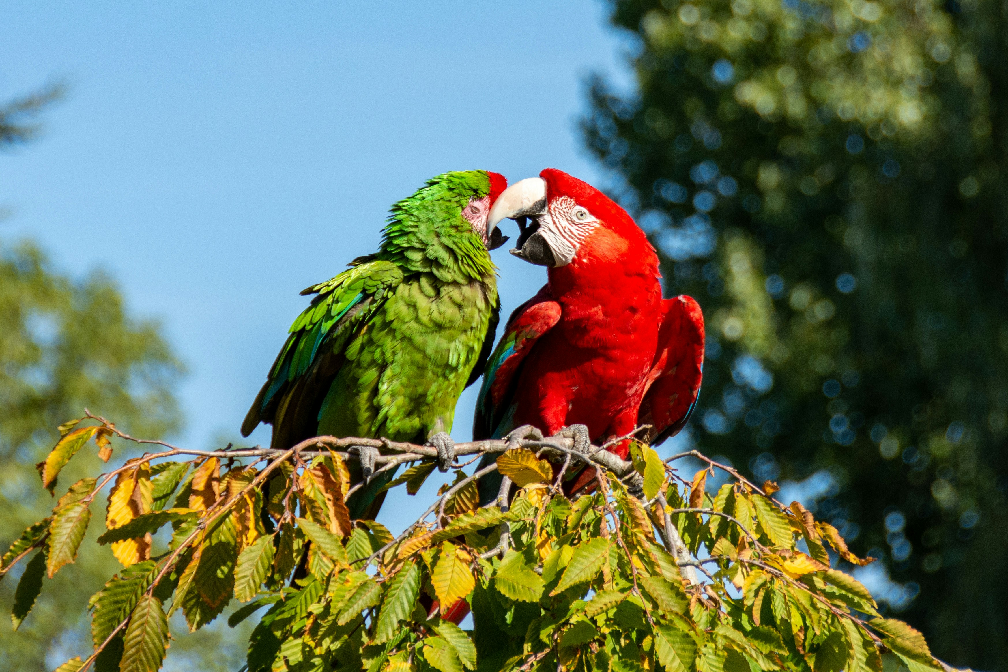 Red-Front Rendezvous: Two Macaws on a Summer Branch
