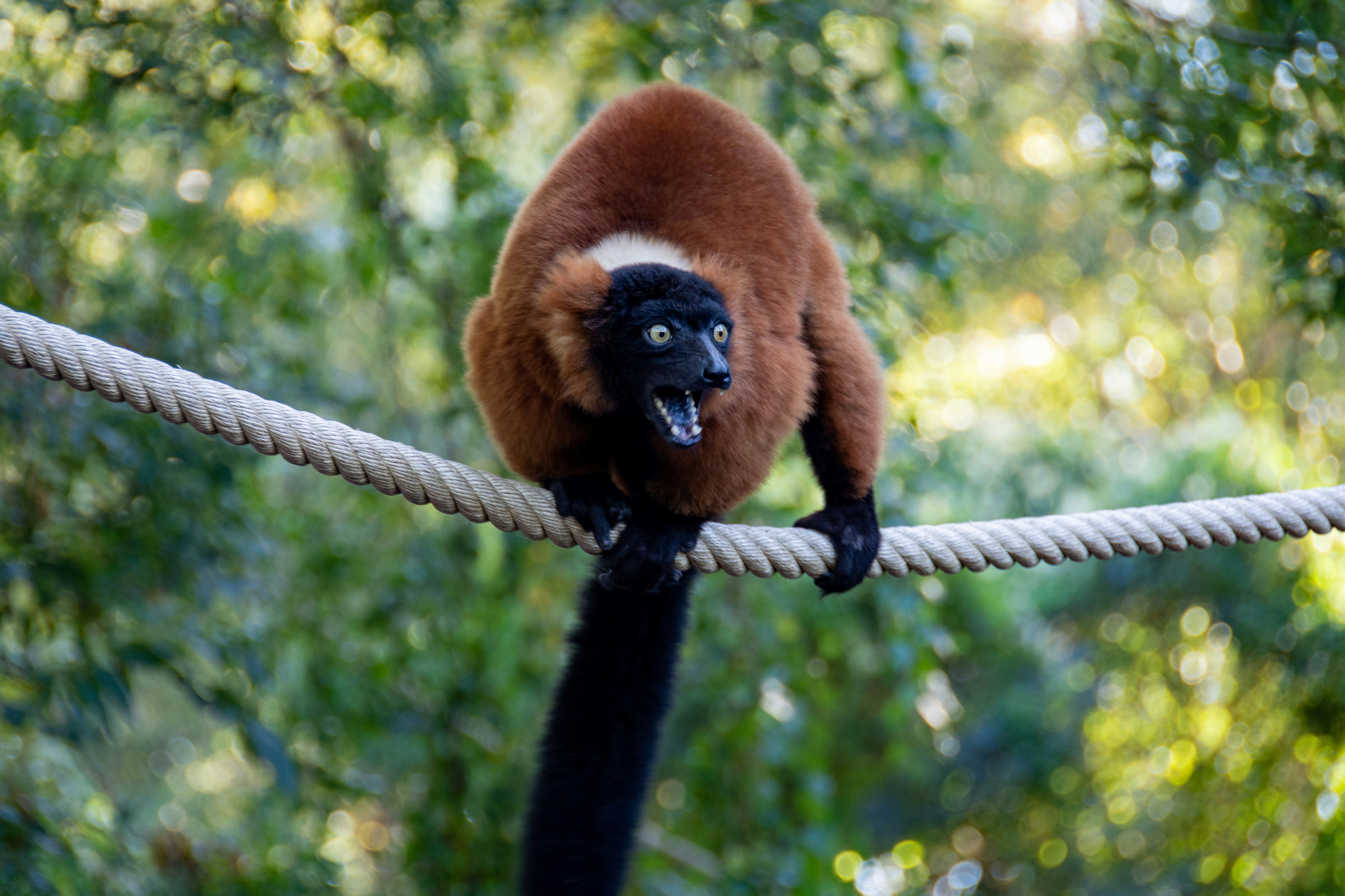 Red Howler on a Rope: A Frantic Glimpse Through Leaves