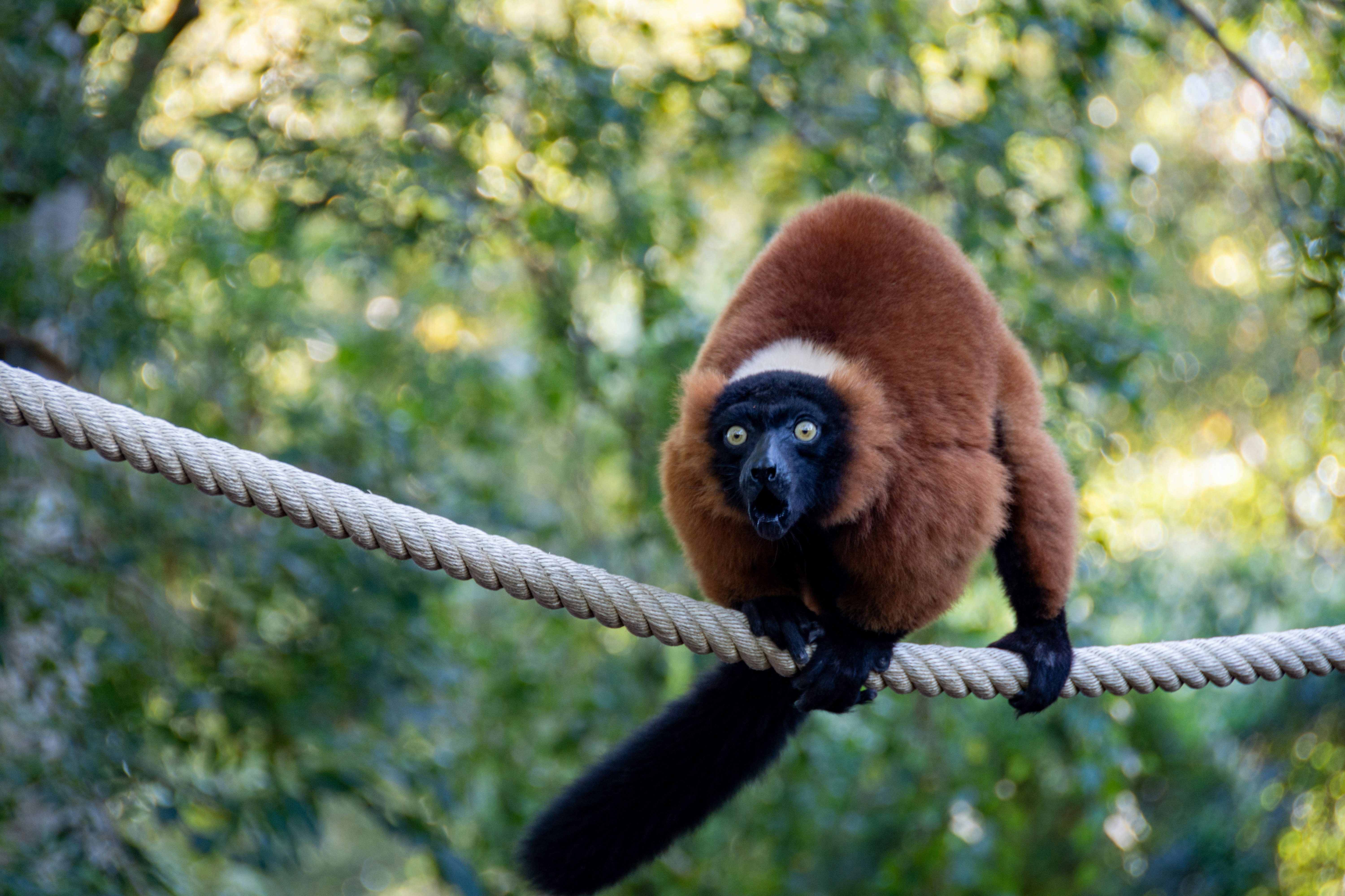 Rope-Bridge Vigil: A Golden-Molded Lemur Eyes the Camera