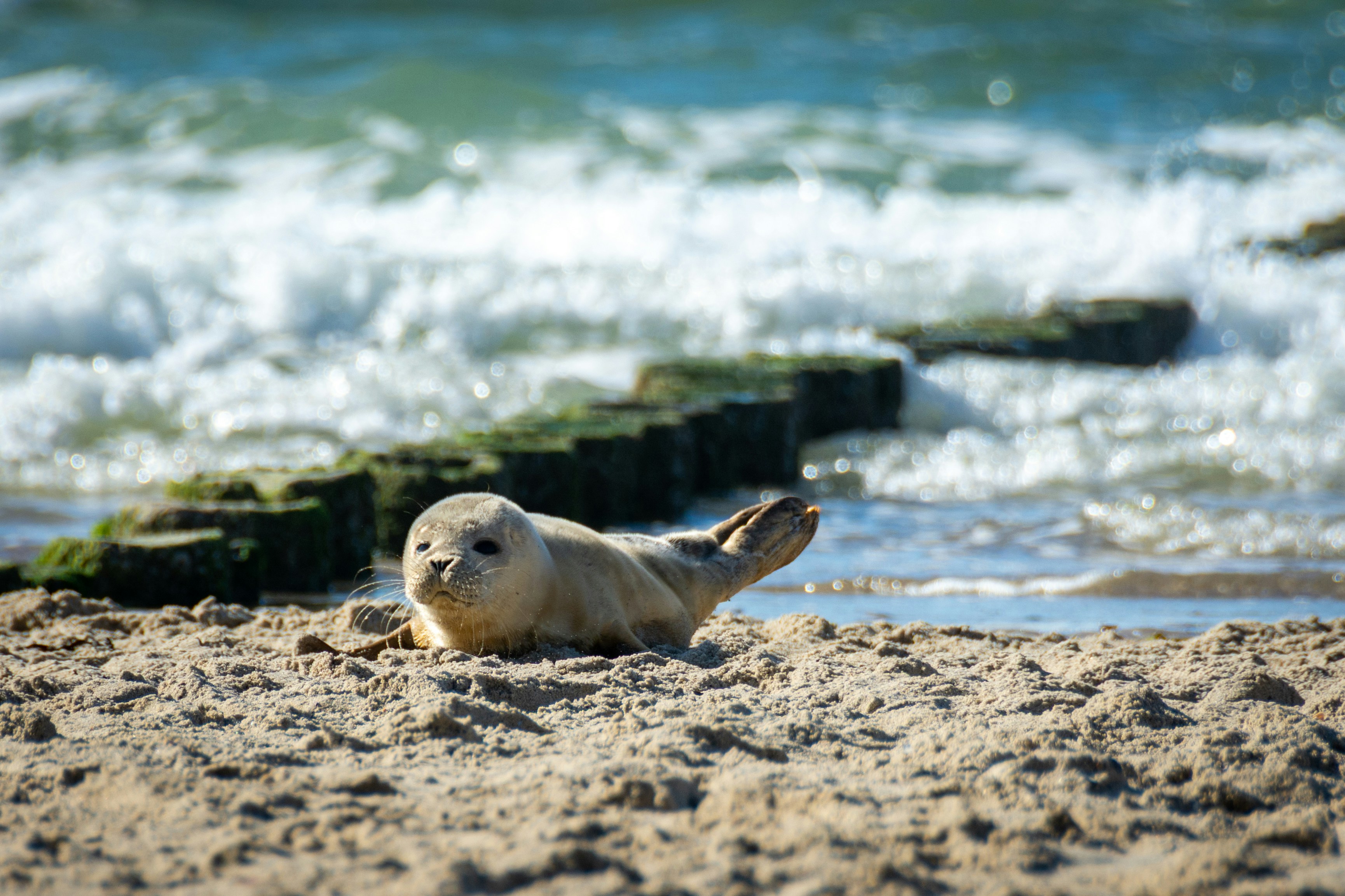 Seaside Slumber: A Seal Resting among Drifted Sand