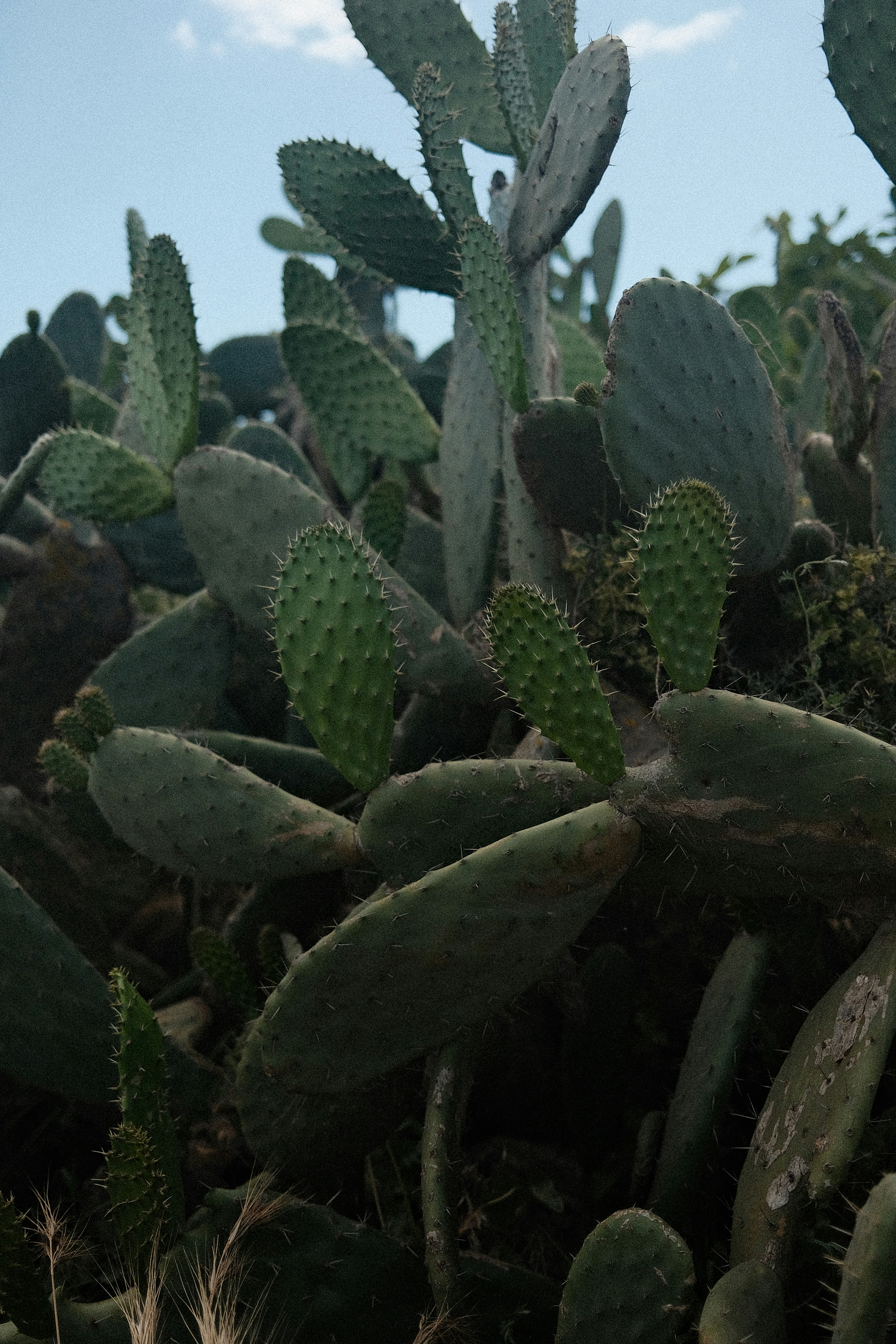 Tangled Pads: A Dense Array of Prickly Green