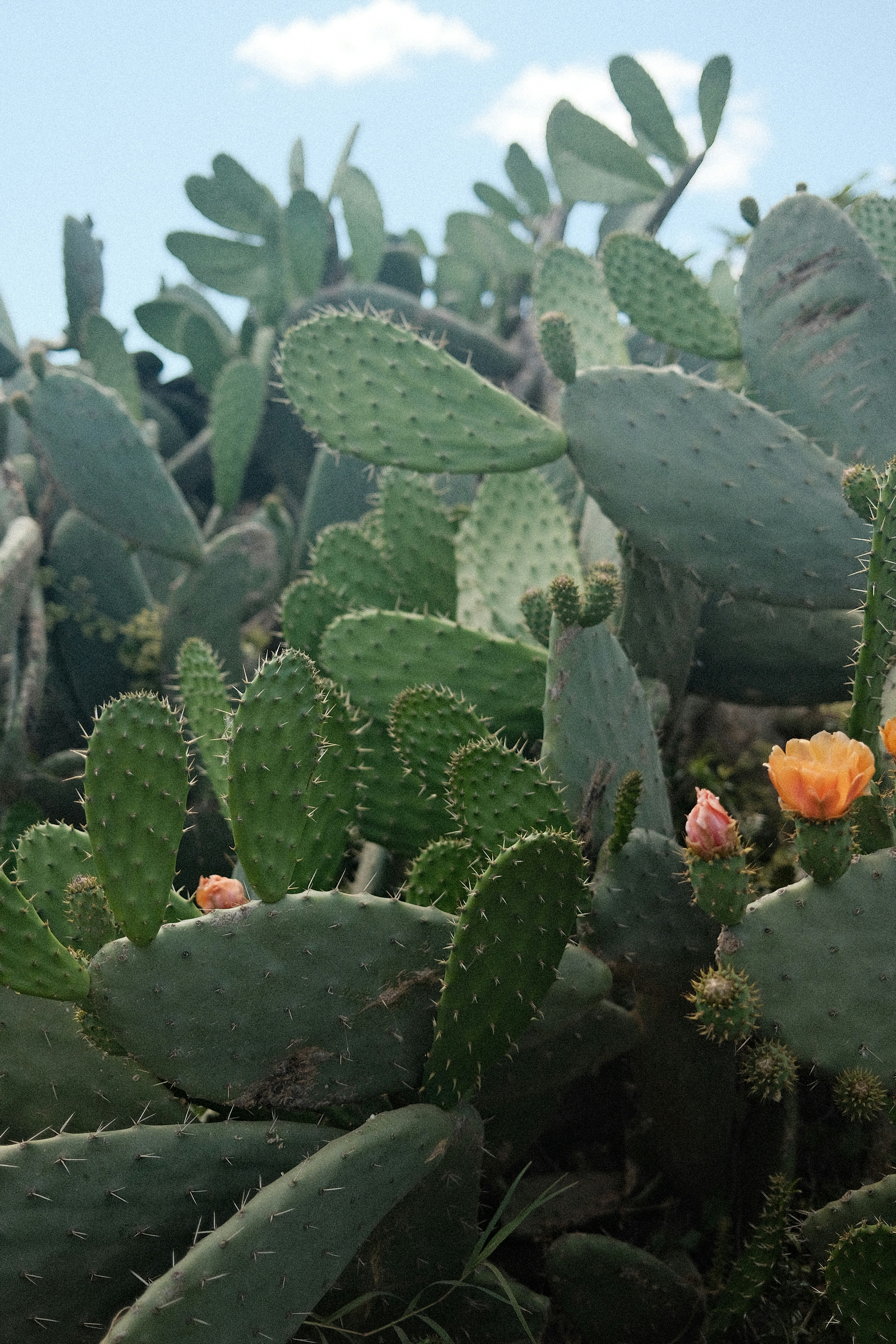 Desert Green: A Patchwork of Cactus Pads in Bloom