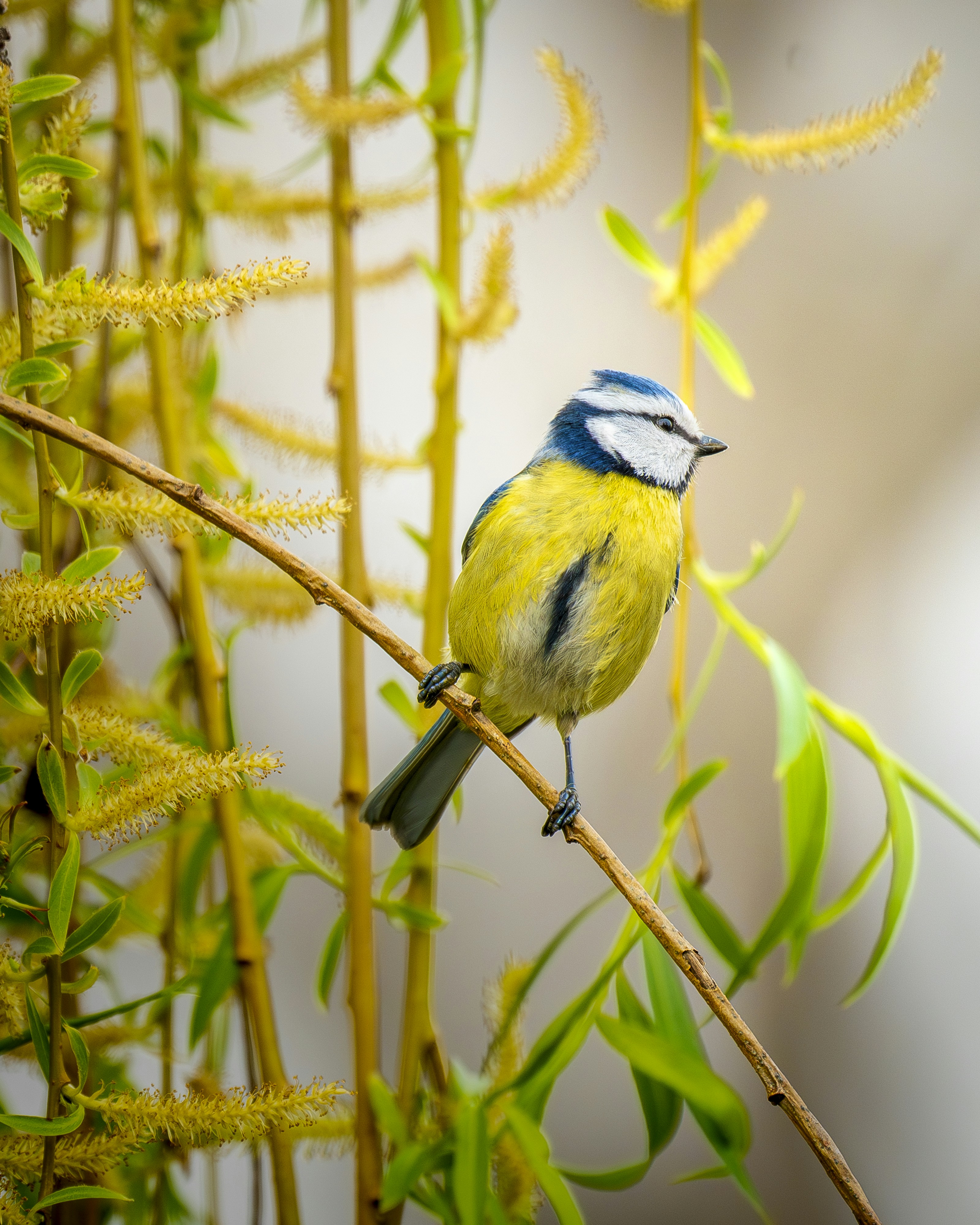 Azure-Throated Stunner: A Blue-Gray Chickadee Graces Spring Ferns