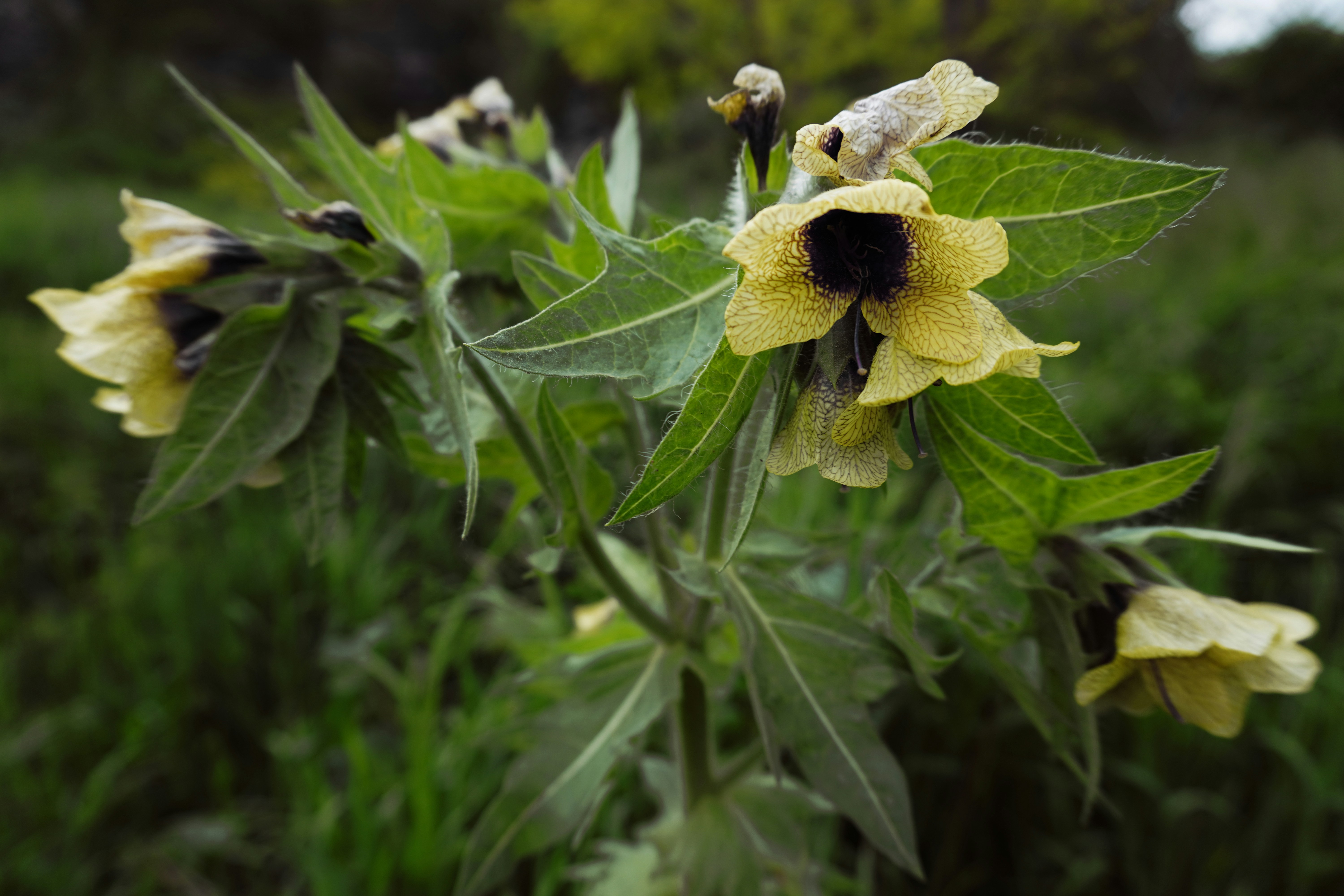 Yellow-flowered Hedgehog: Close-up of a sprouting bloom against a green backdrop