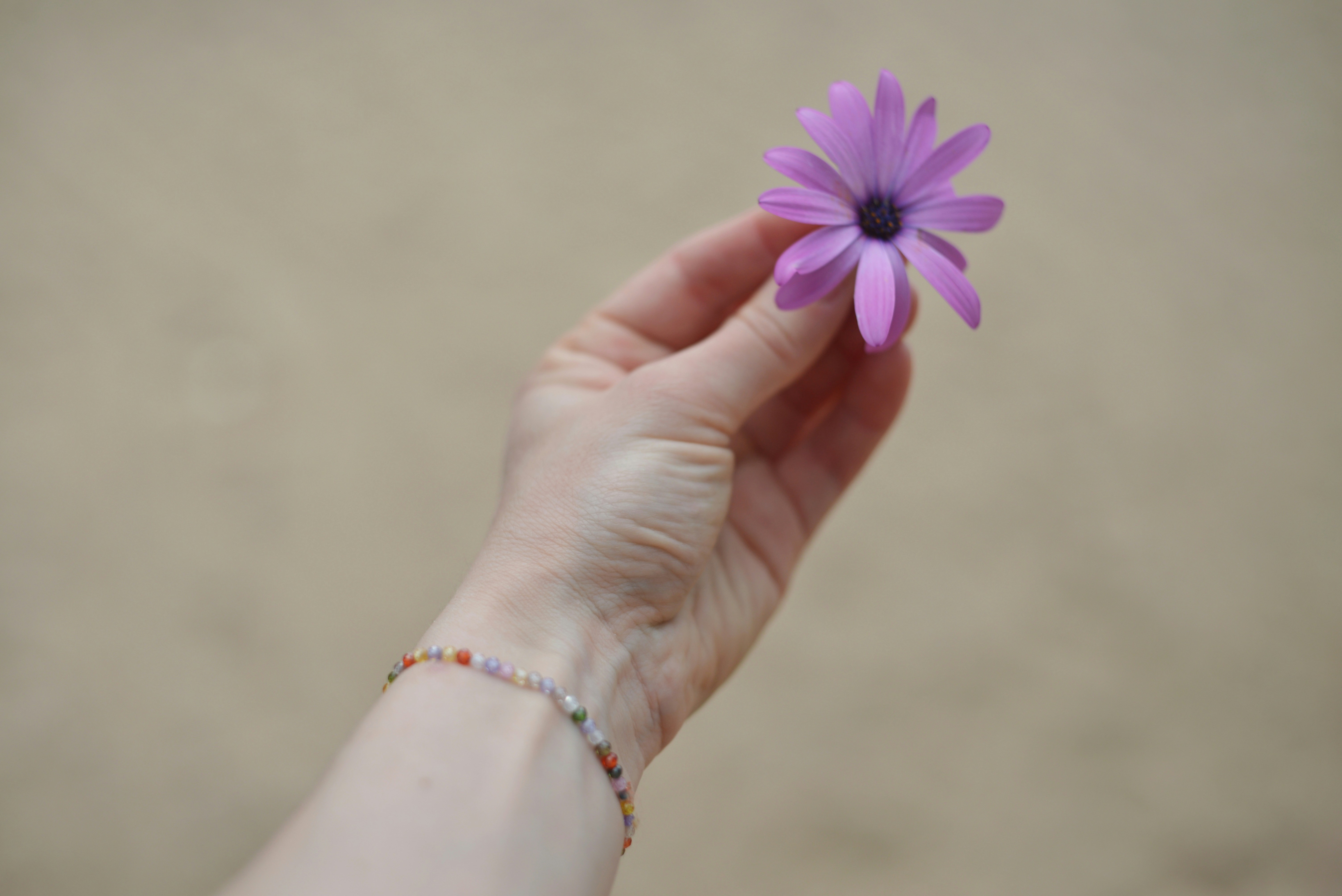 Lavender Bloom in Soft Focus: A Hand-Reached Flower