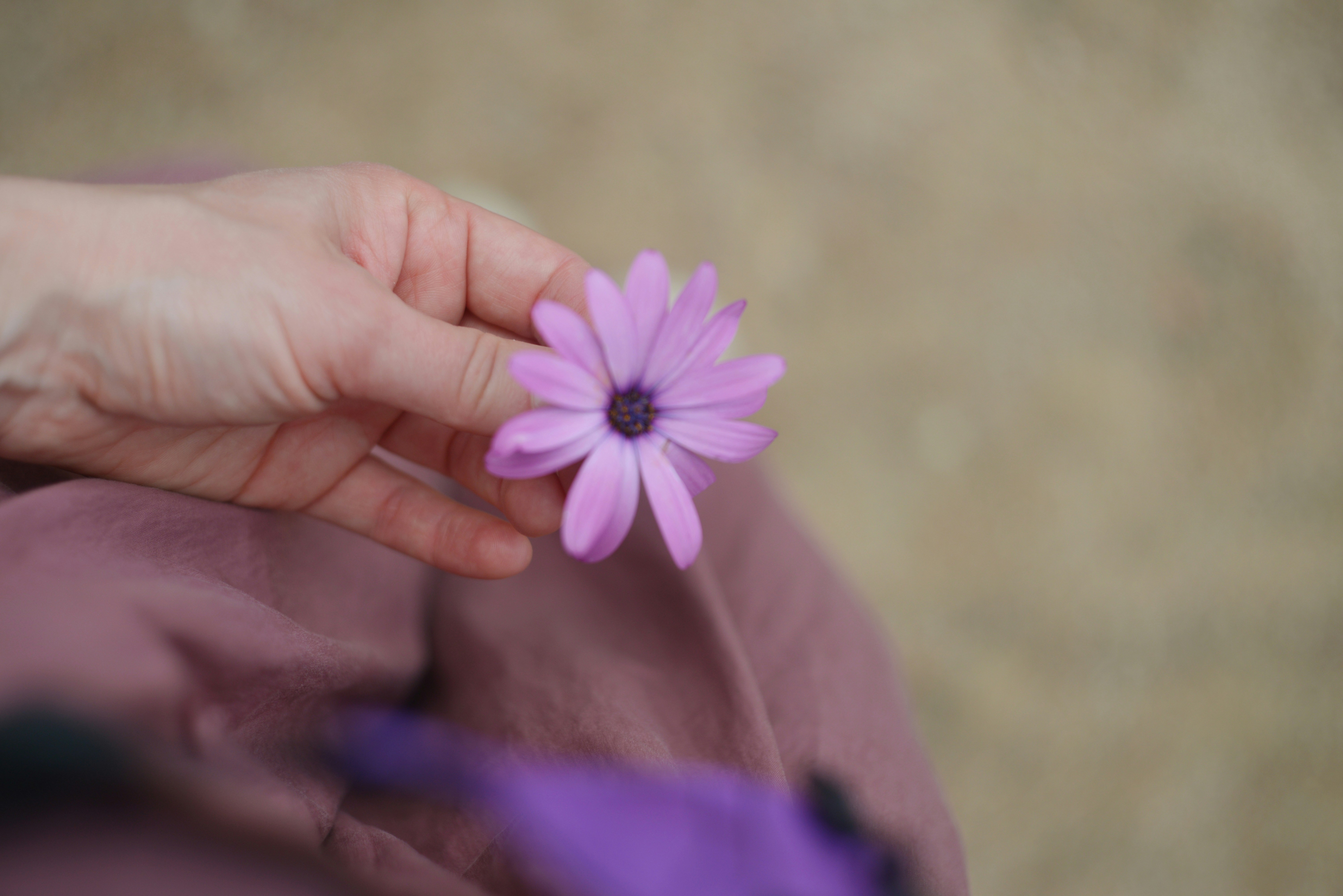 Pink Daisy Between Fingers: A Gentle Moment in Soft Focus
