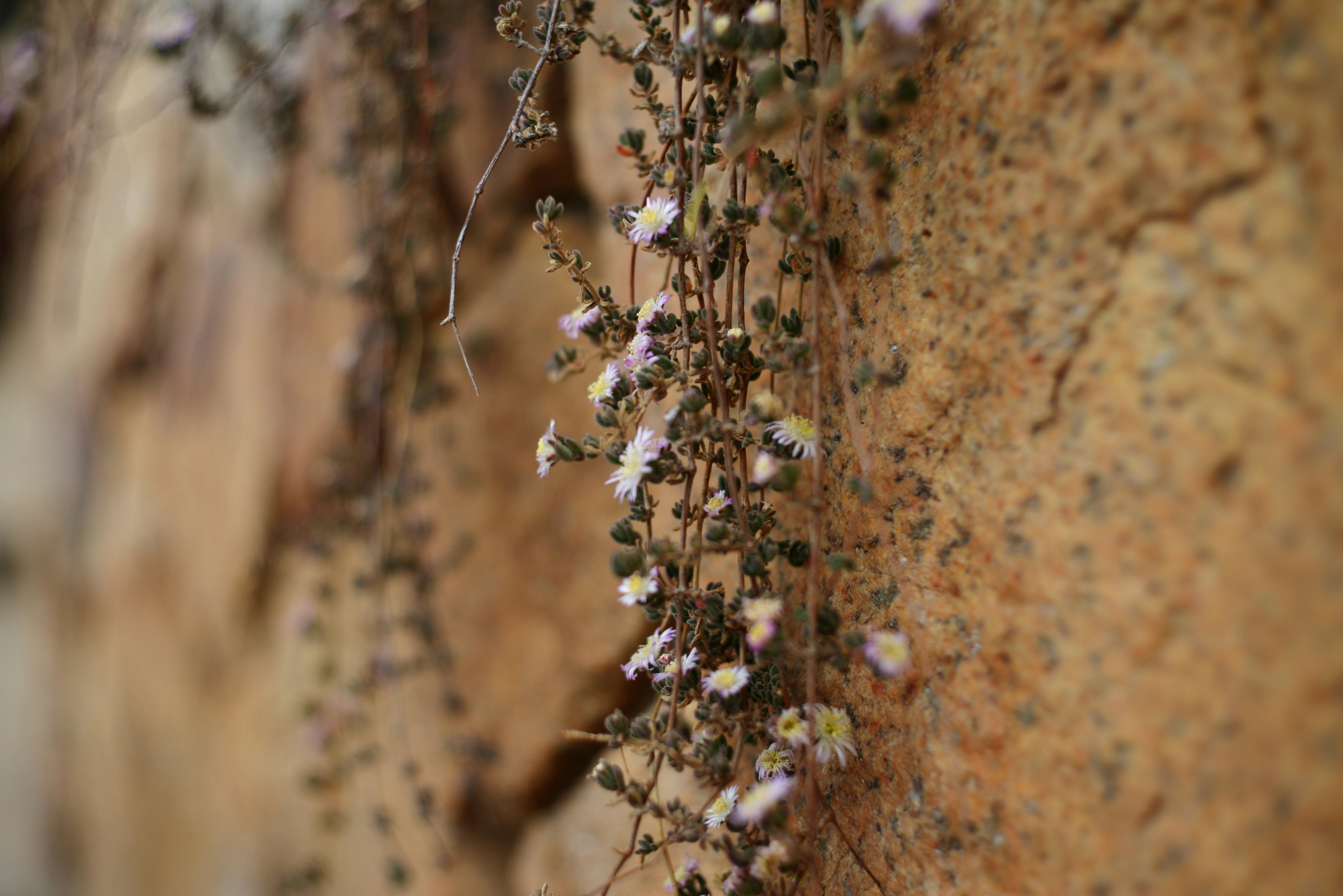 Vines of Time: A Delicate Floralmuster Clinging to Rustic Brick