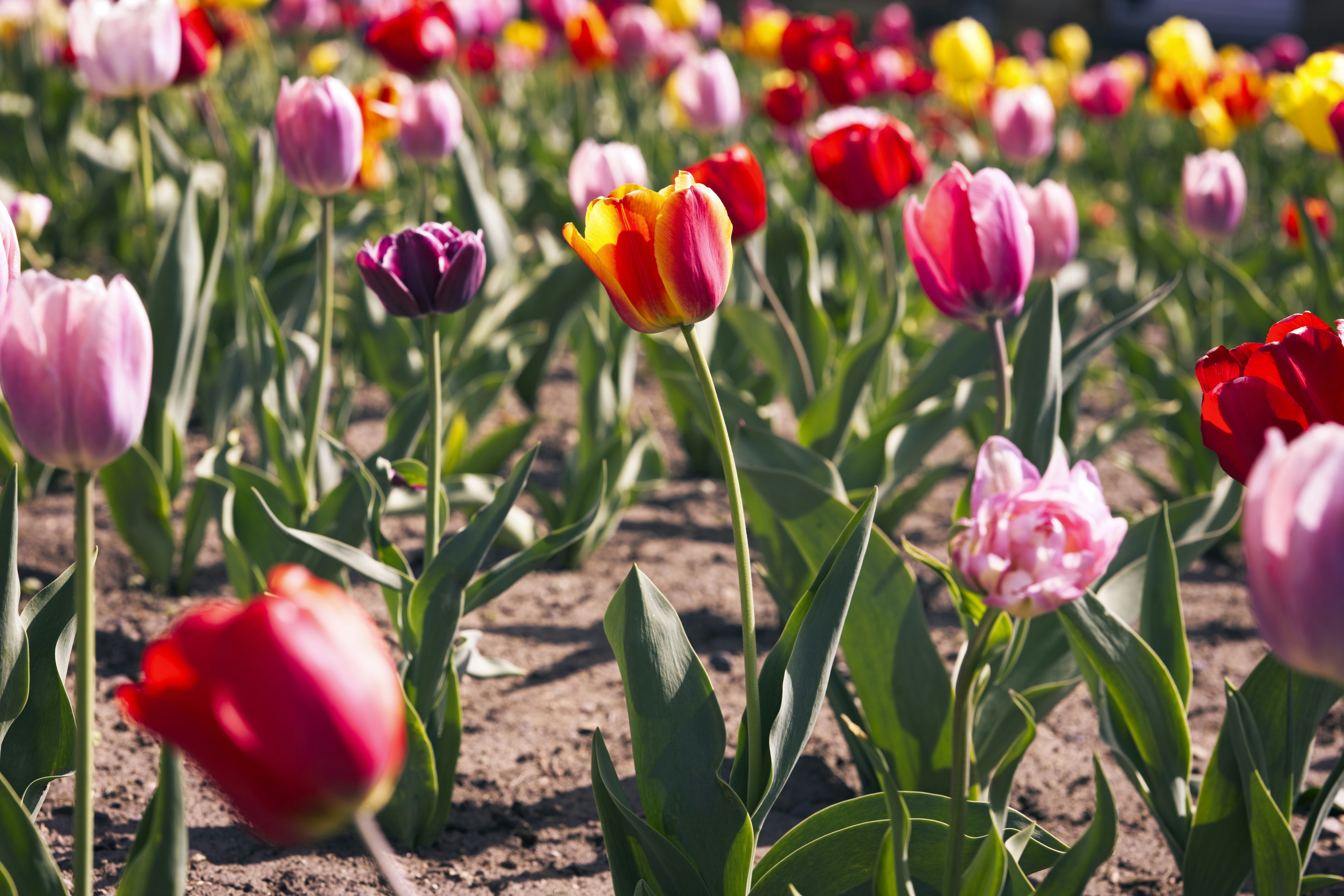 Tulip Field in Bloom: A Vivid Rainbow Across the Furrowed Soil
