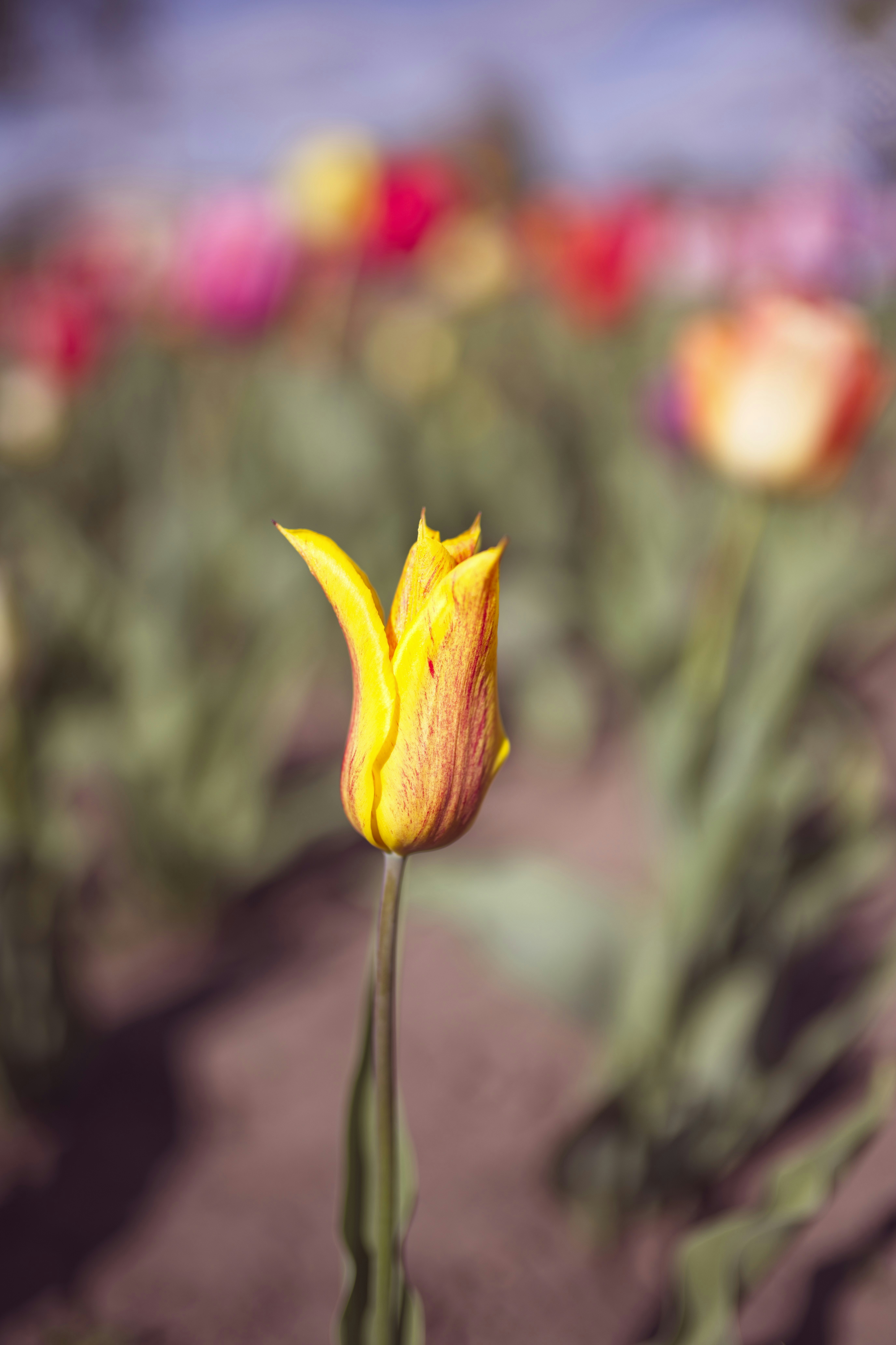 Yellow Tulip in Focus: A Lone Bloom Against the Blur of Spring Bed