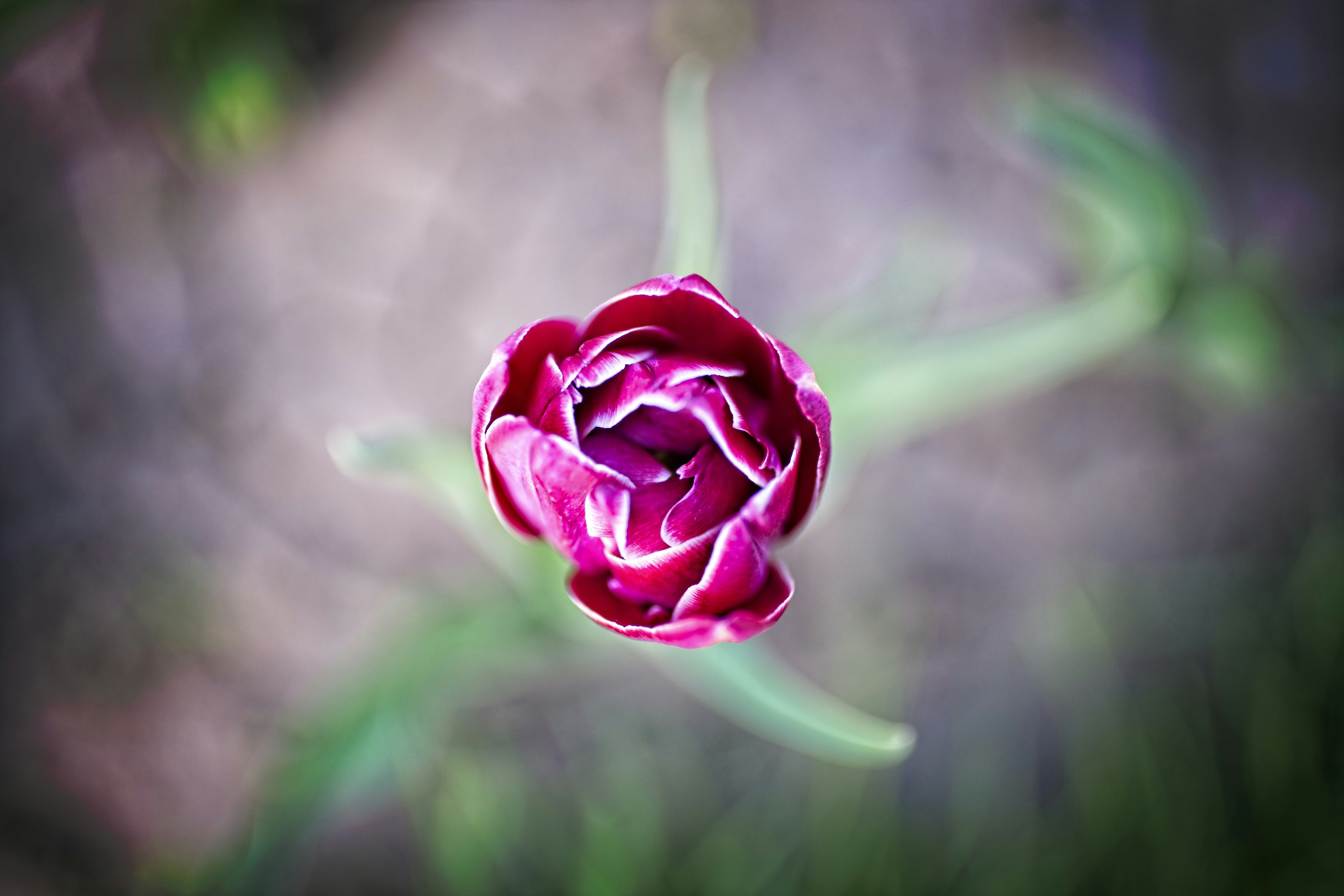 Crimson Bloom: A lone tulip unfurls at the center of a blurred garden