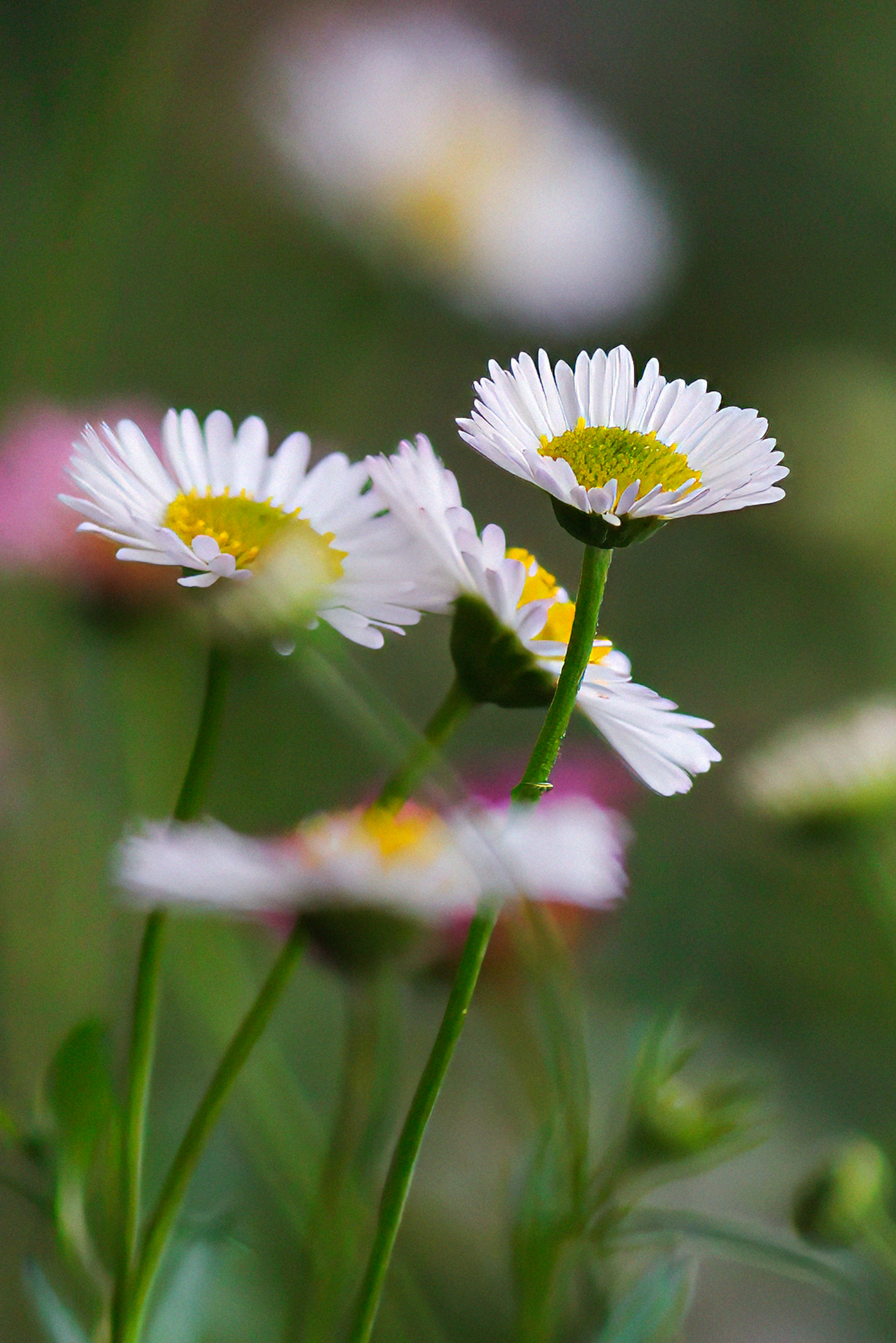 Whispers of White Petals in a Spring Field