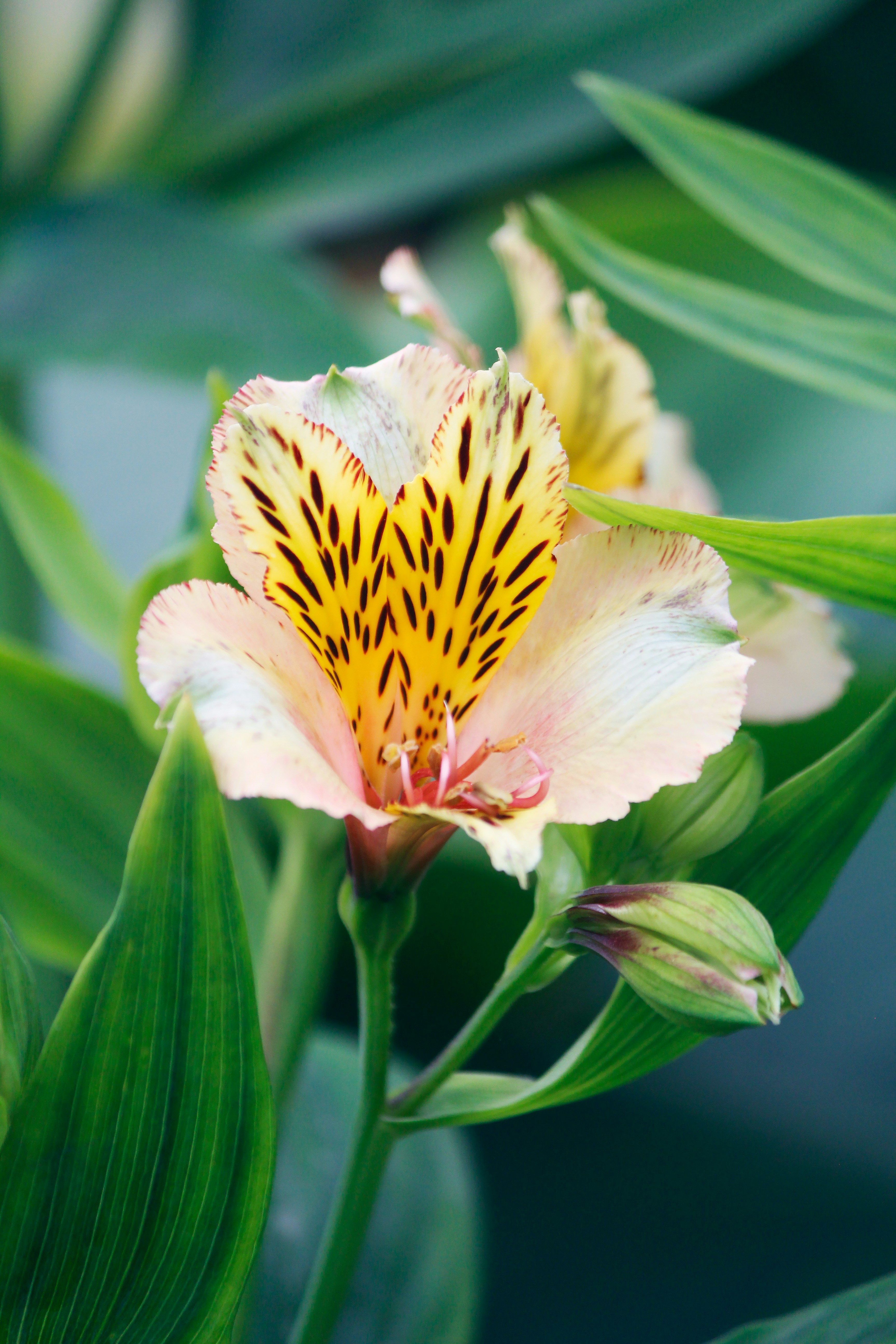 Vivid iris bloom framed by emerald leaves