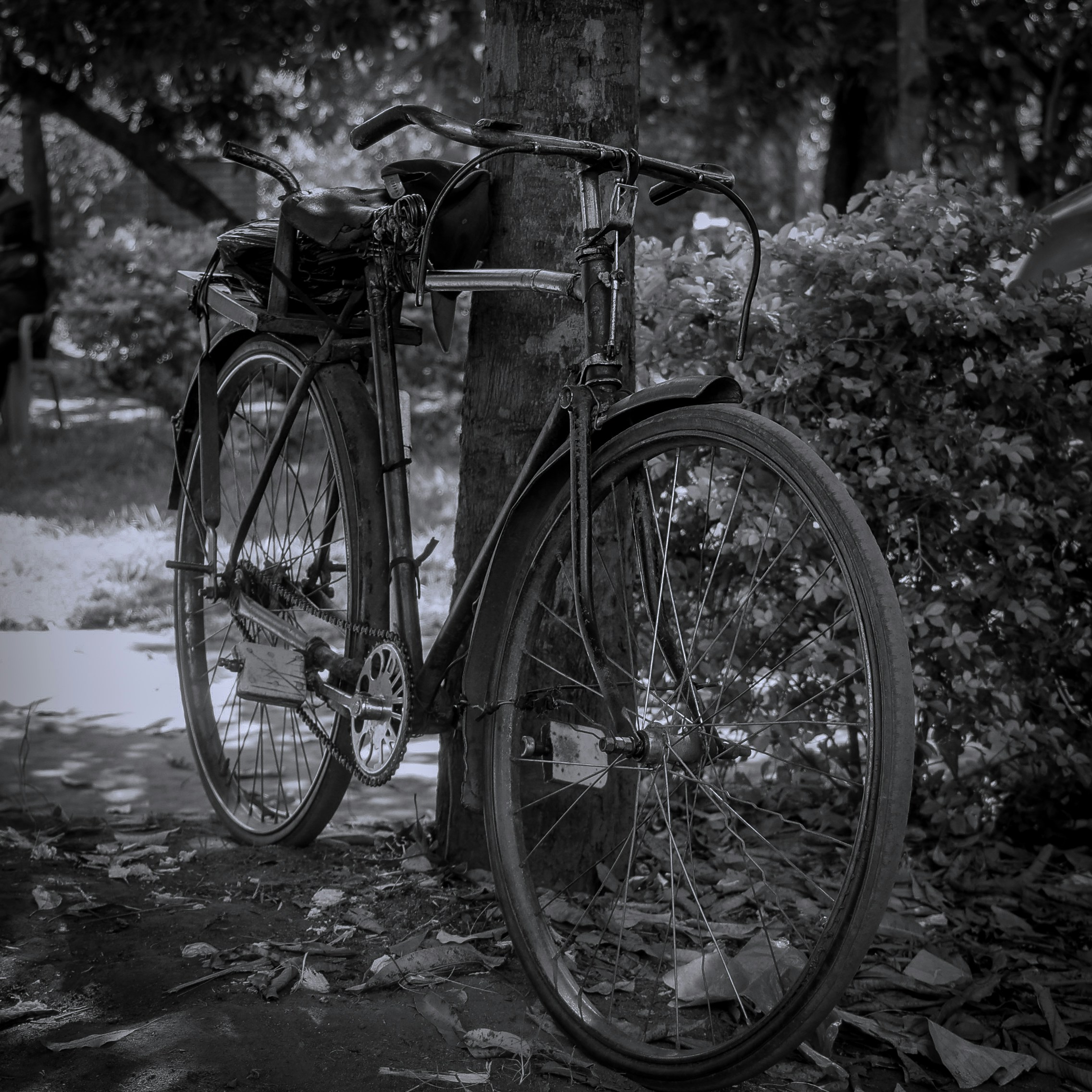 A vintage bicycle leans beside a tree in a quiet park, leaves on the ground and soft background shrubbery in grayscale.