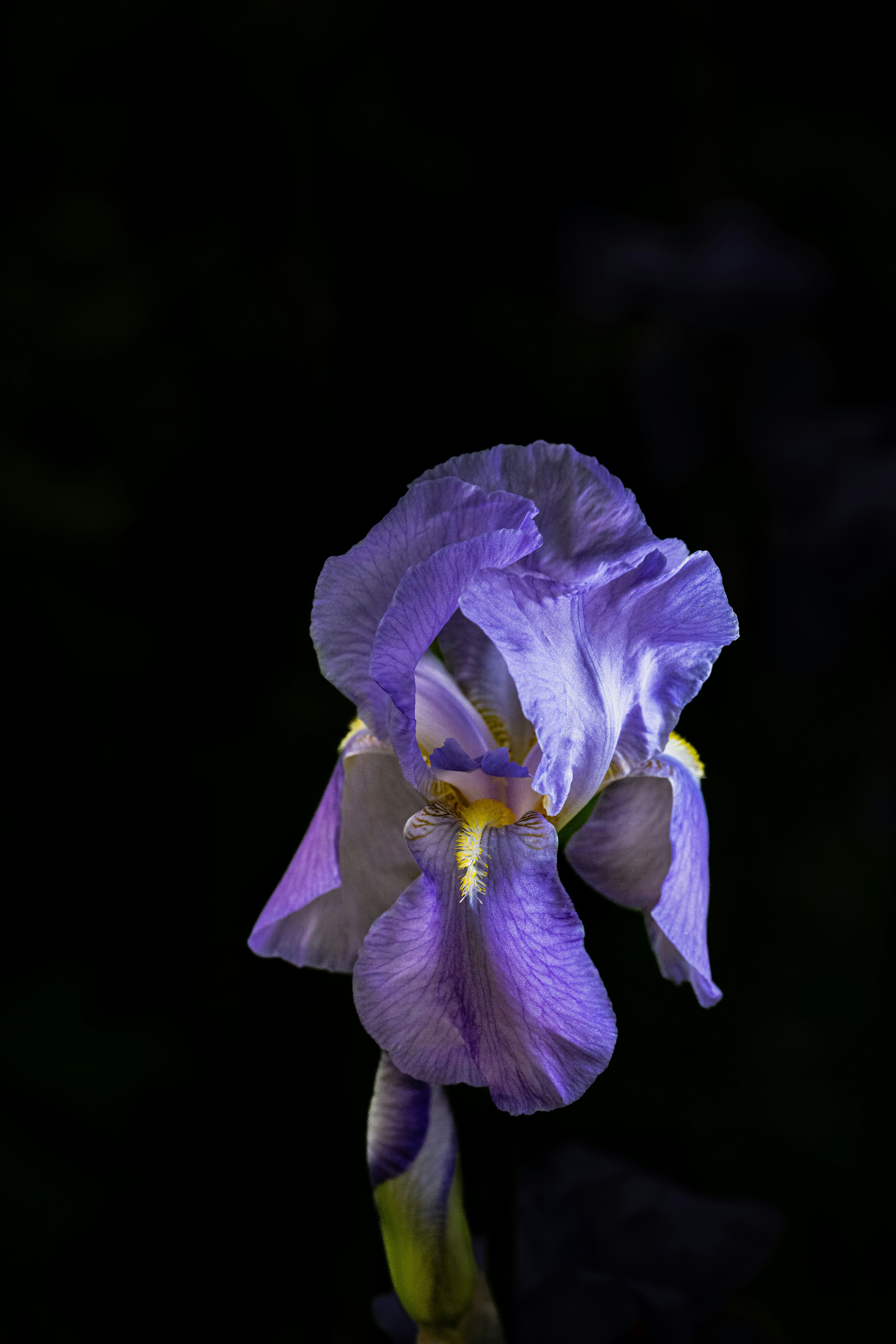 Purple Iris in Focus: A Streak of Color Against Velvet Darkness