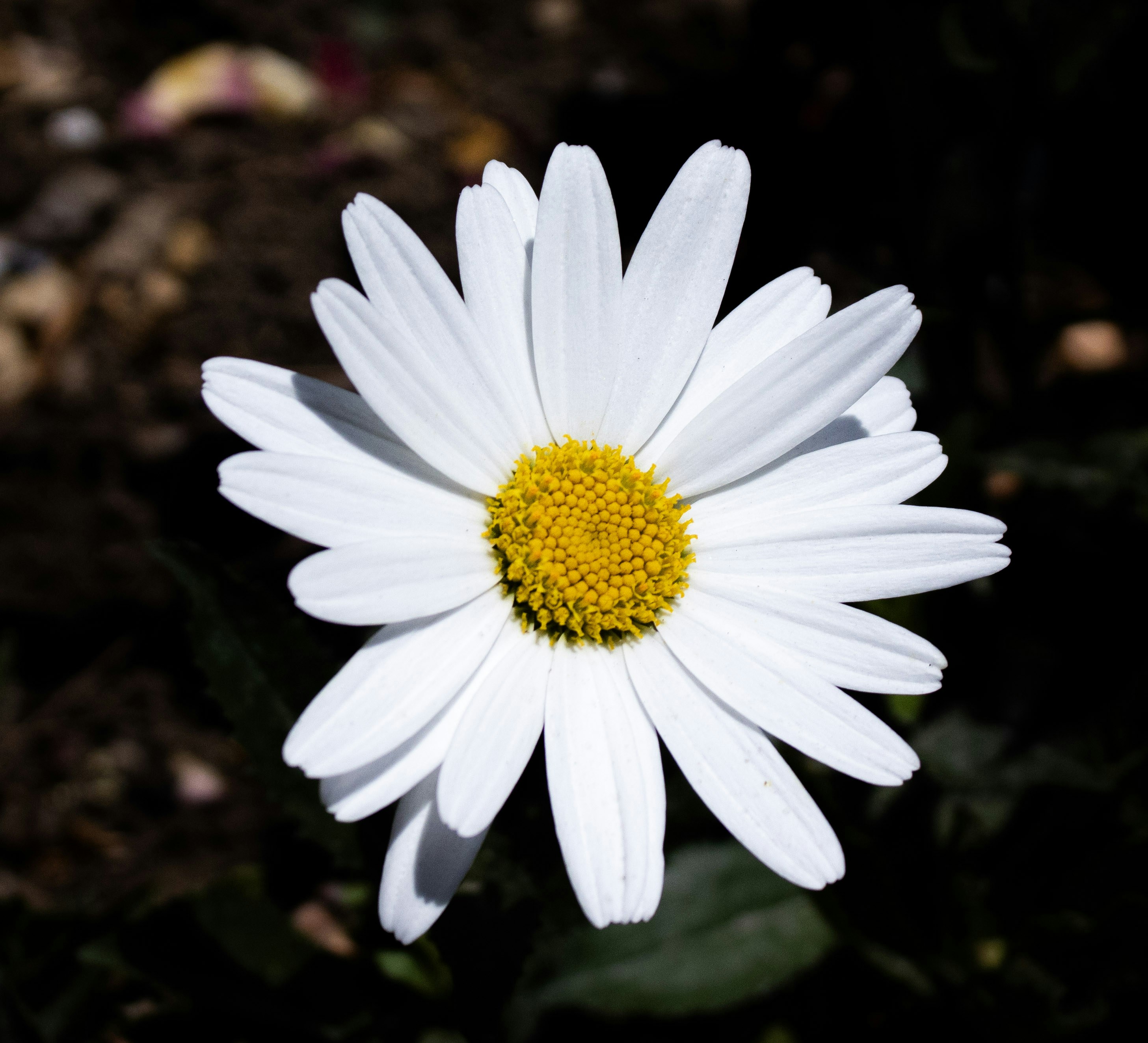Solar Spotlight: White Daisy Centered in a Shadowed Garden