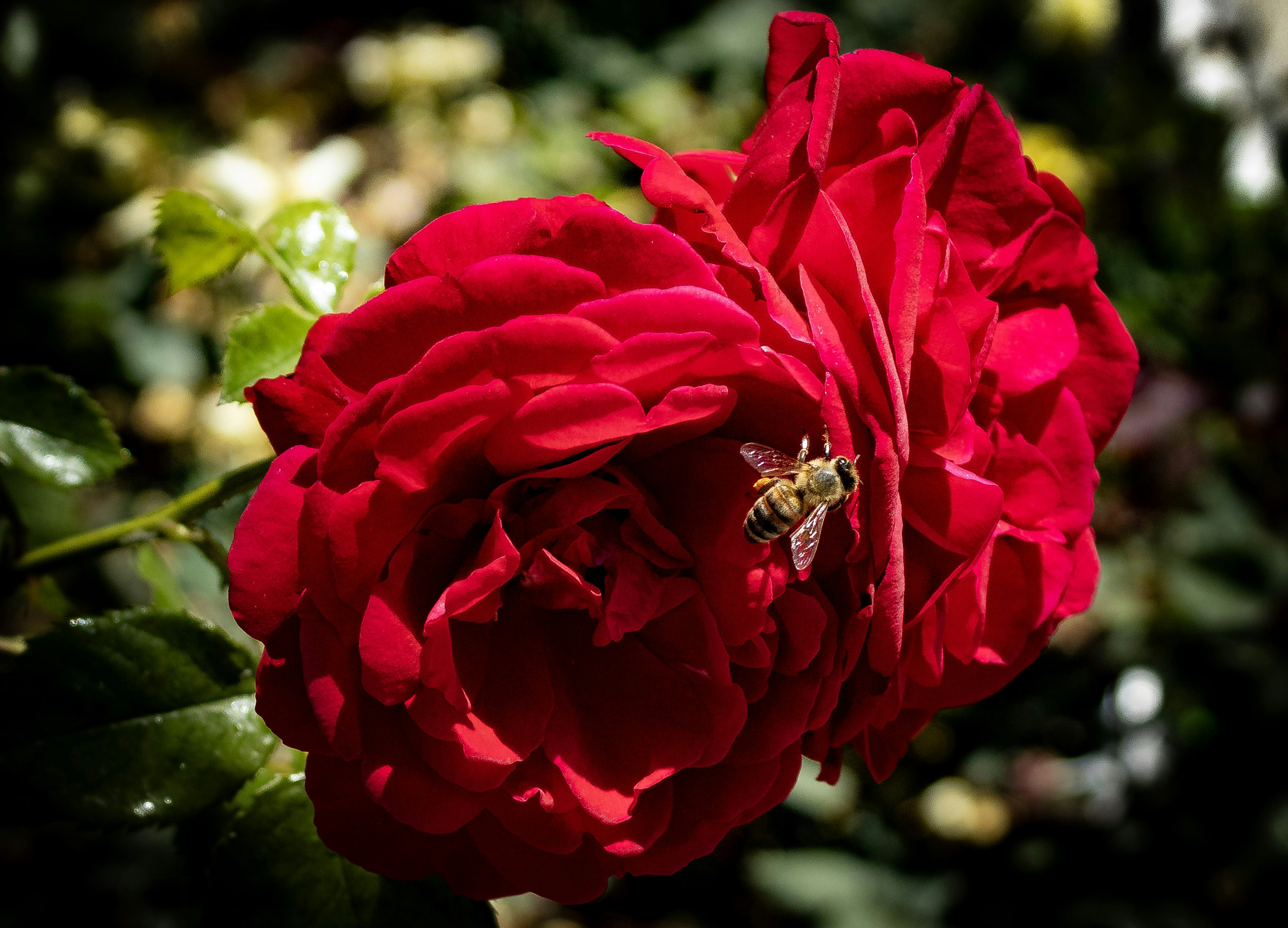 Rosy Beacon: A Red Rose with a Hovering Bee