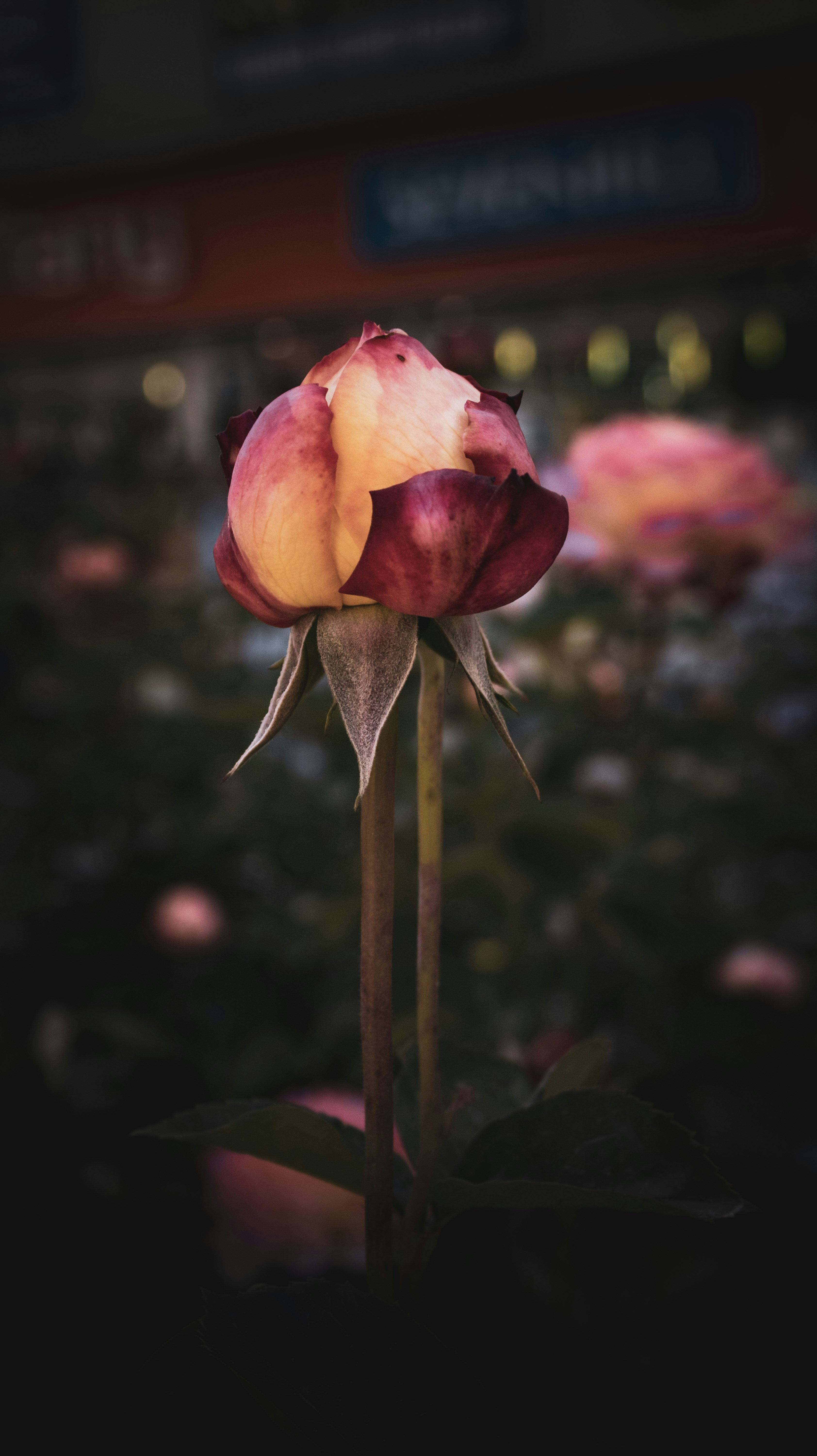 Petals of Dawn: A Rosebud Framed by Gentle Blur