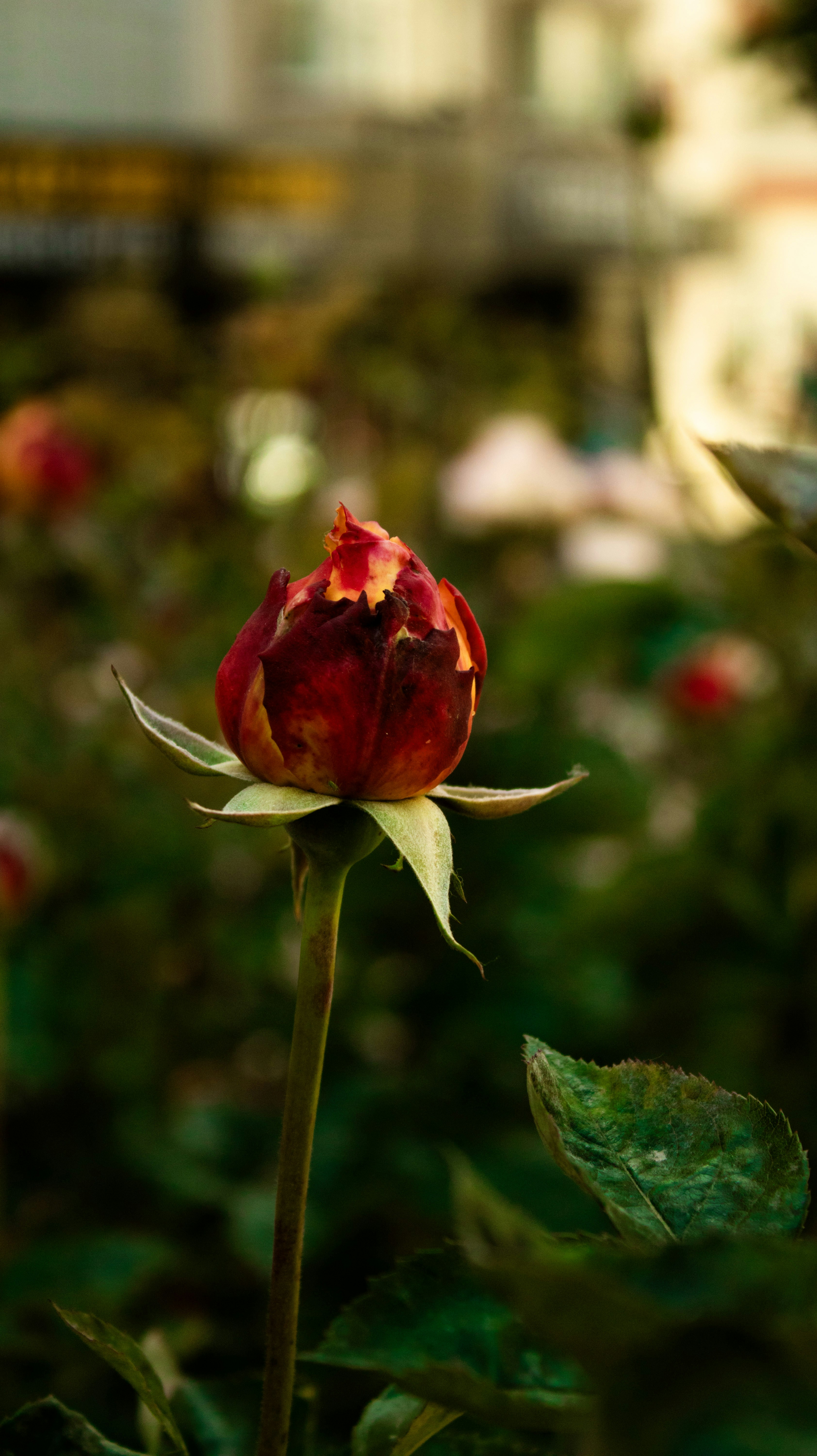 Crimson Bud in a Quiet Garden