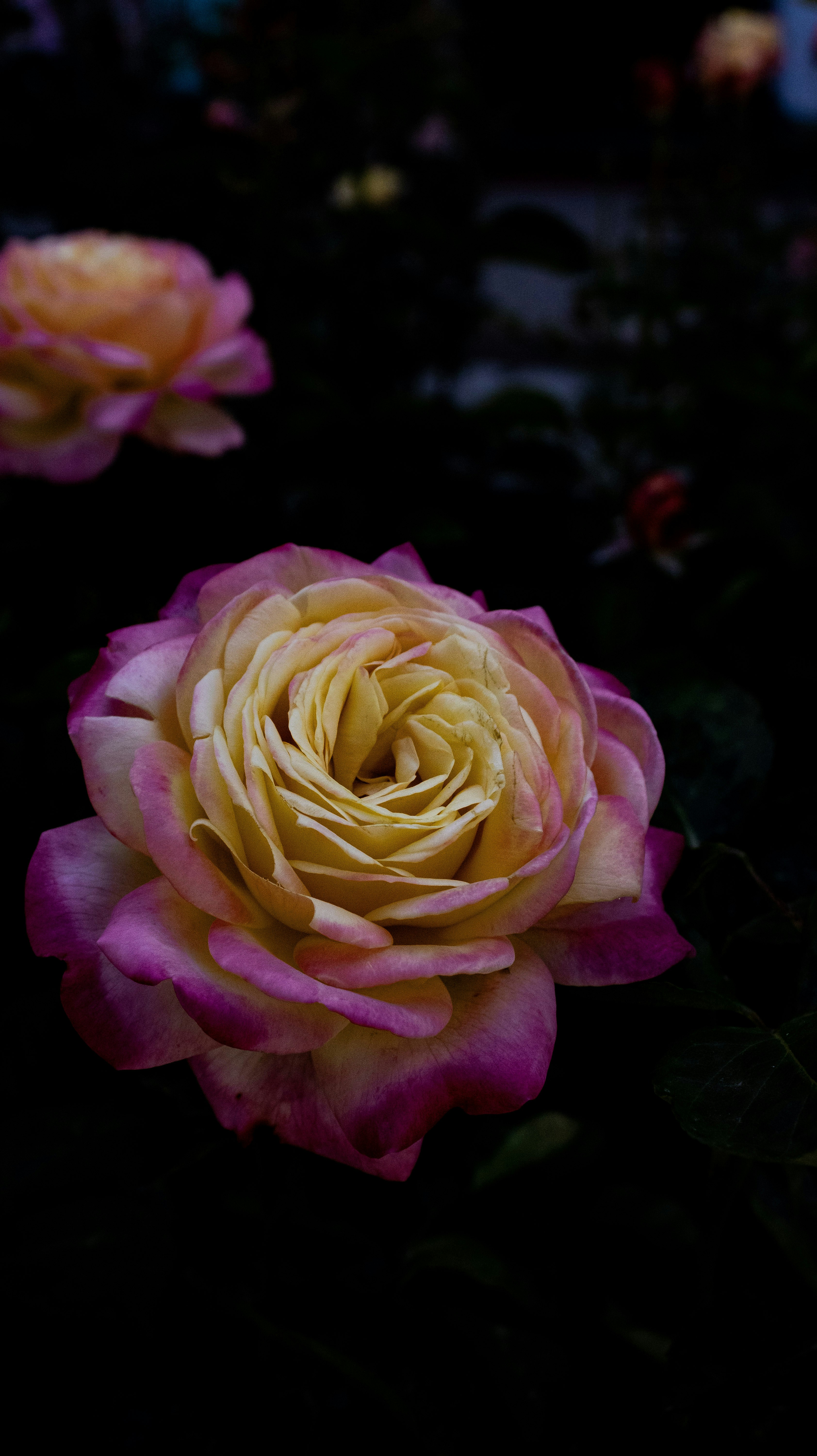Rose in the Spotlight: A Twin-Flush of Petal Hues