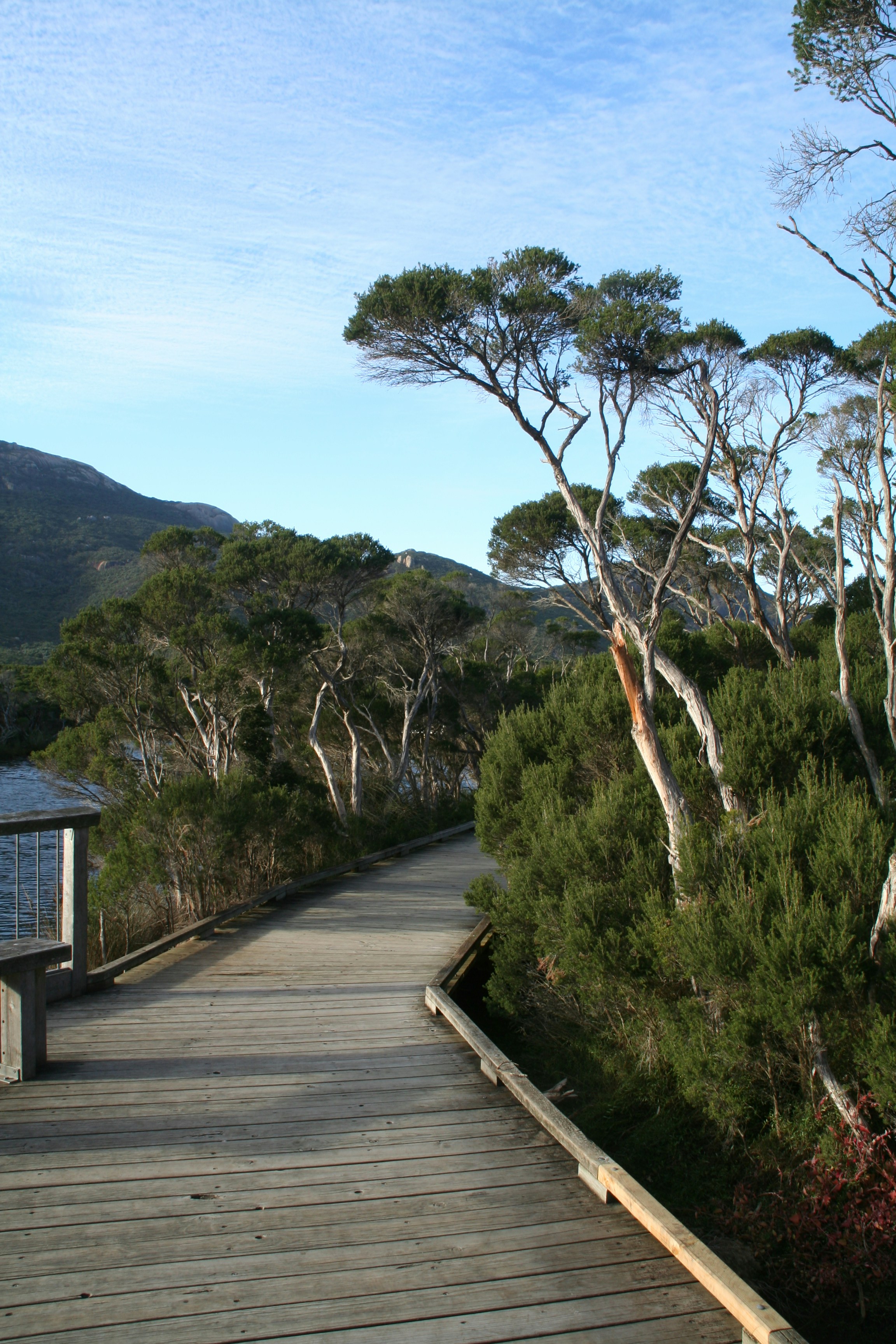 Pine-Pathway Among Sea-Edge Pines