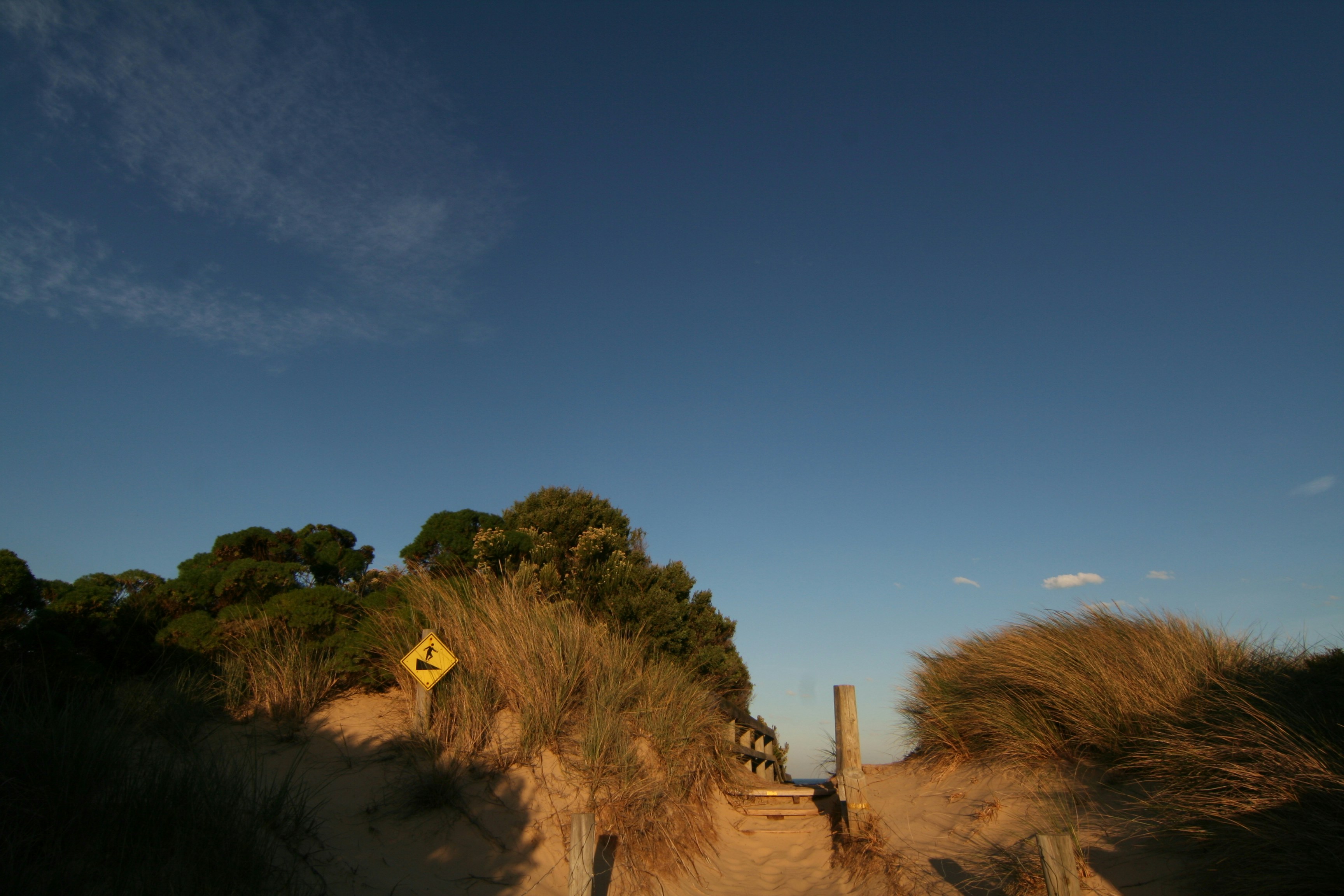 Dune Pathway to the Distant Pines