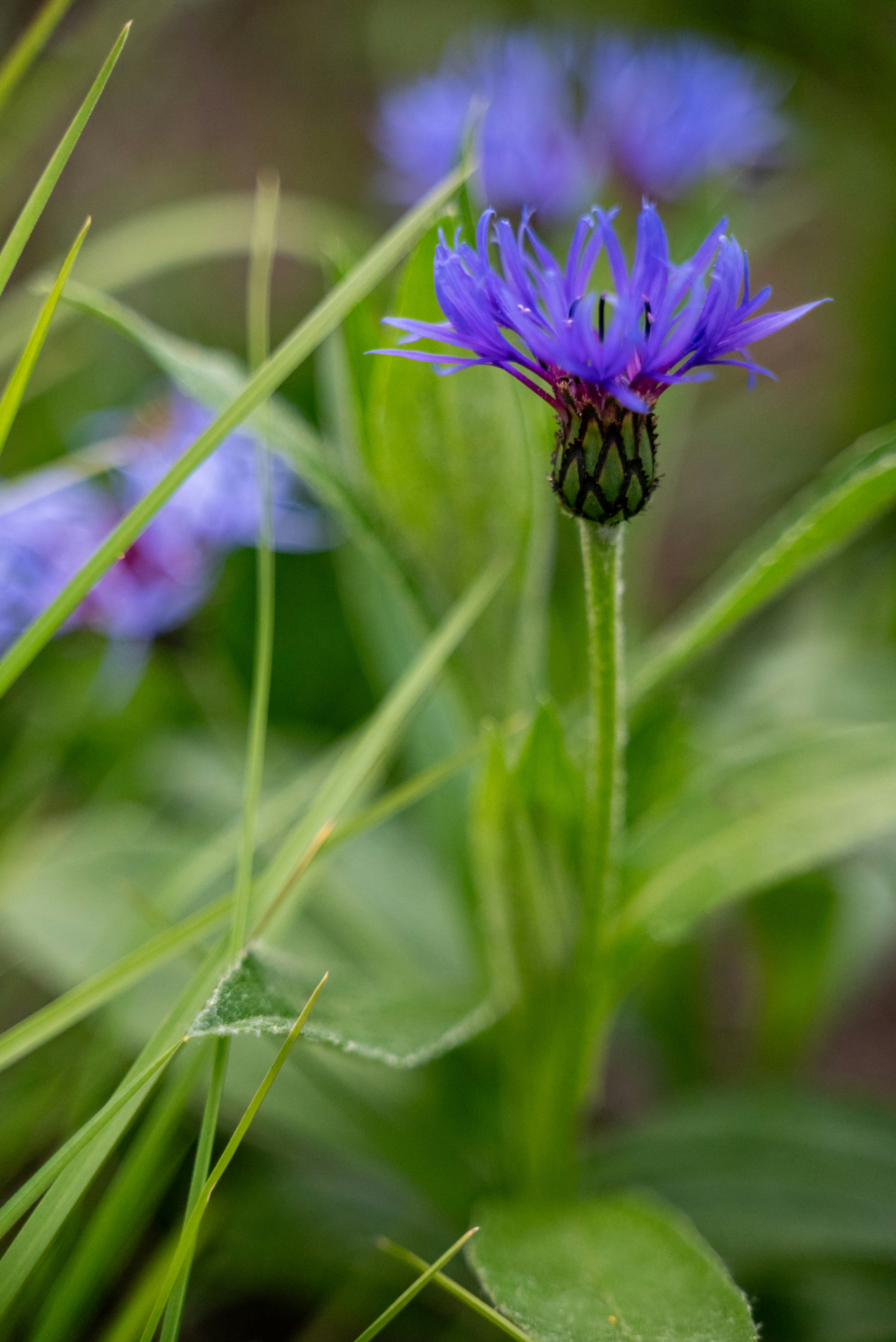 Violet bloom crowned by slender grass blades in a sunlit meadow