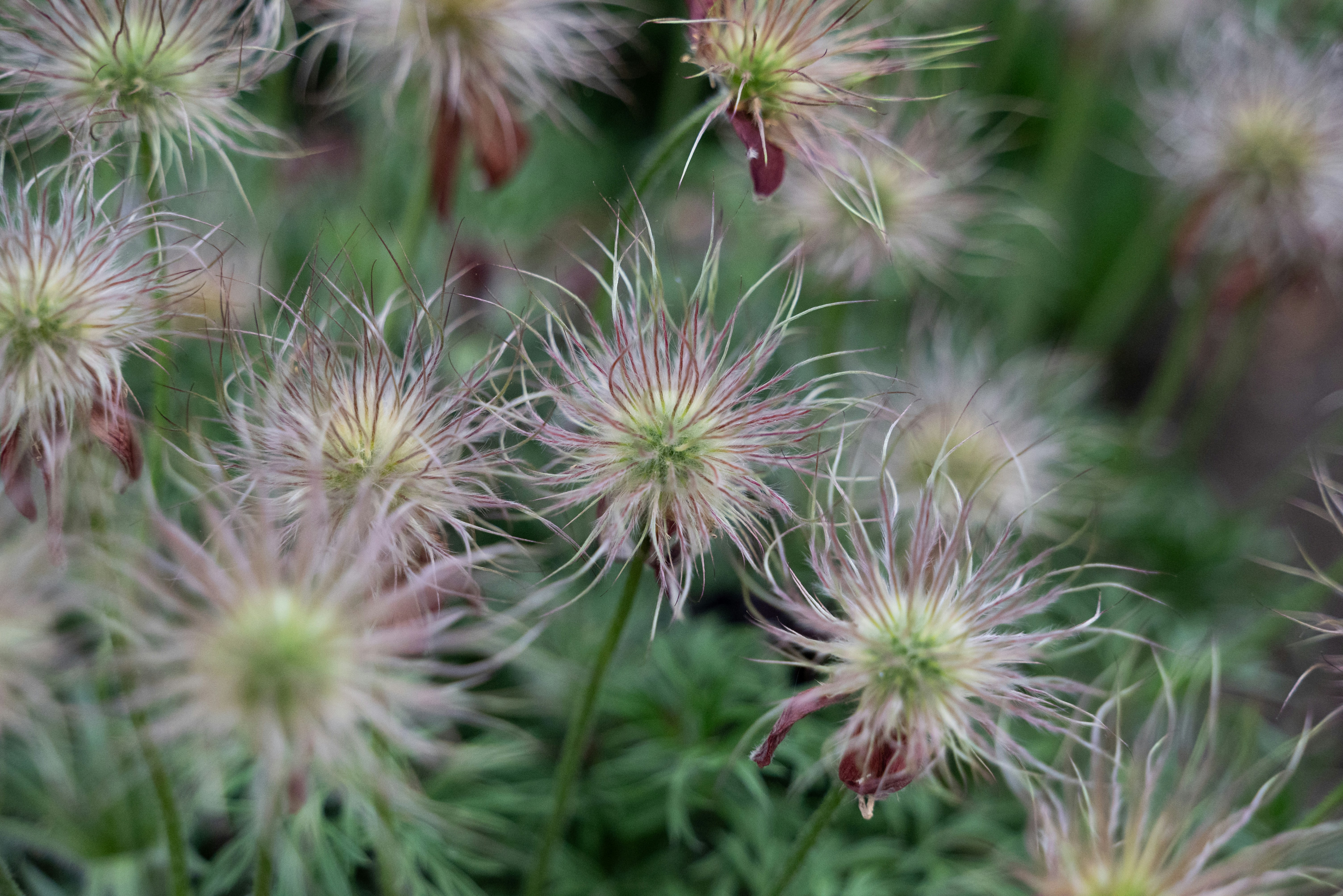 Pollinia Radiance: Soft Spikes in a Quiet Meadow