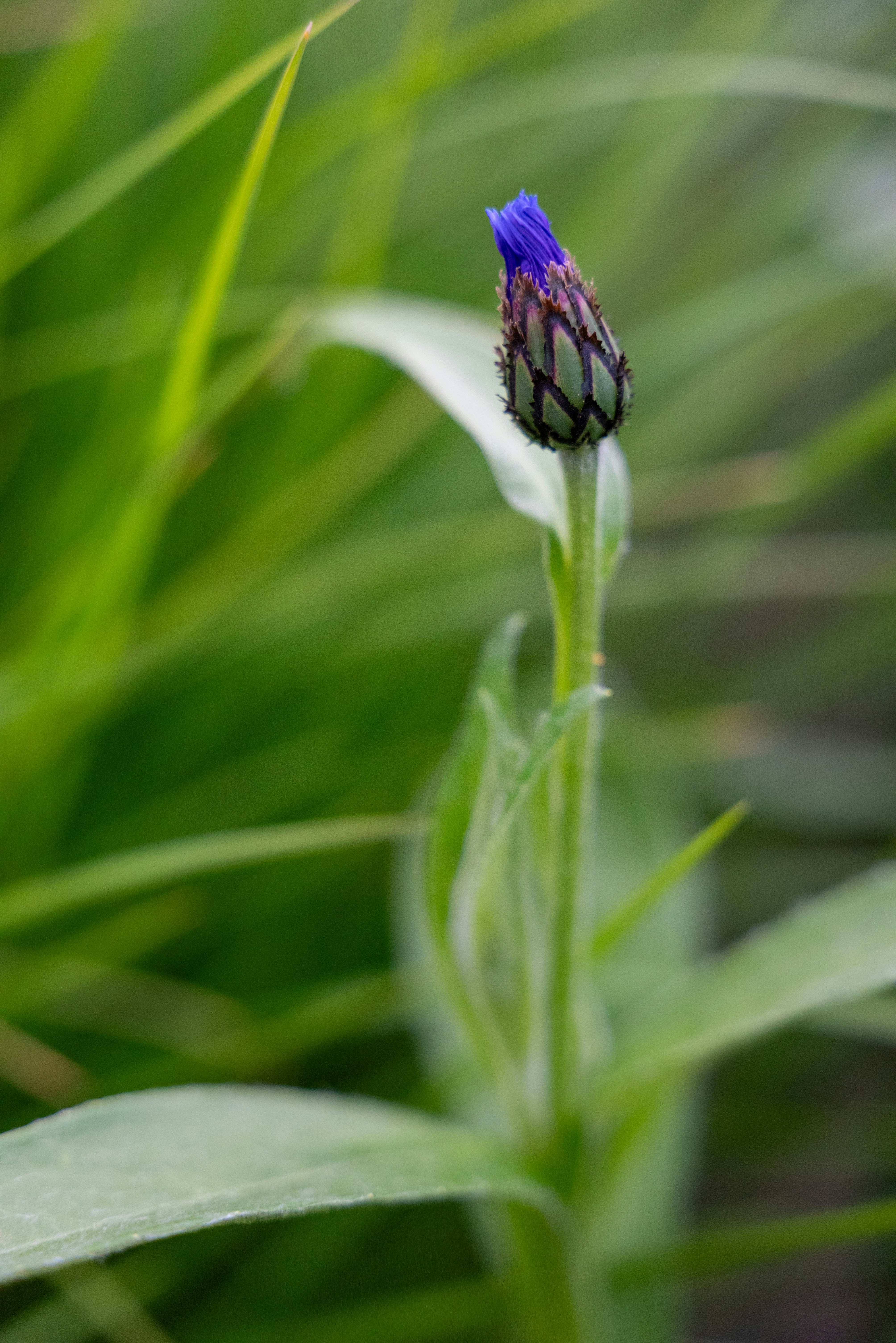 Close-up of a tiny blue bloom crowned by a shaded calyx in a sea of green