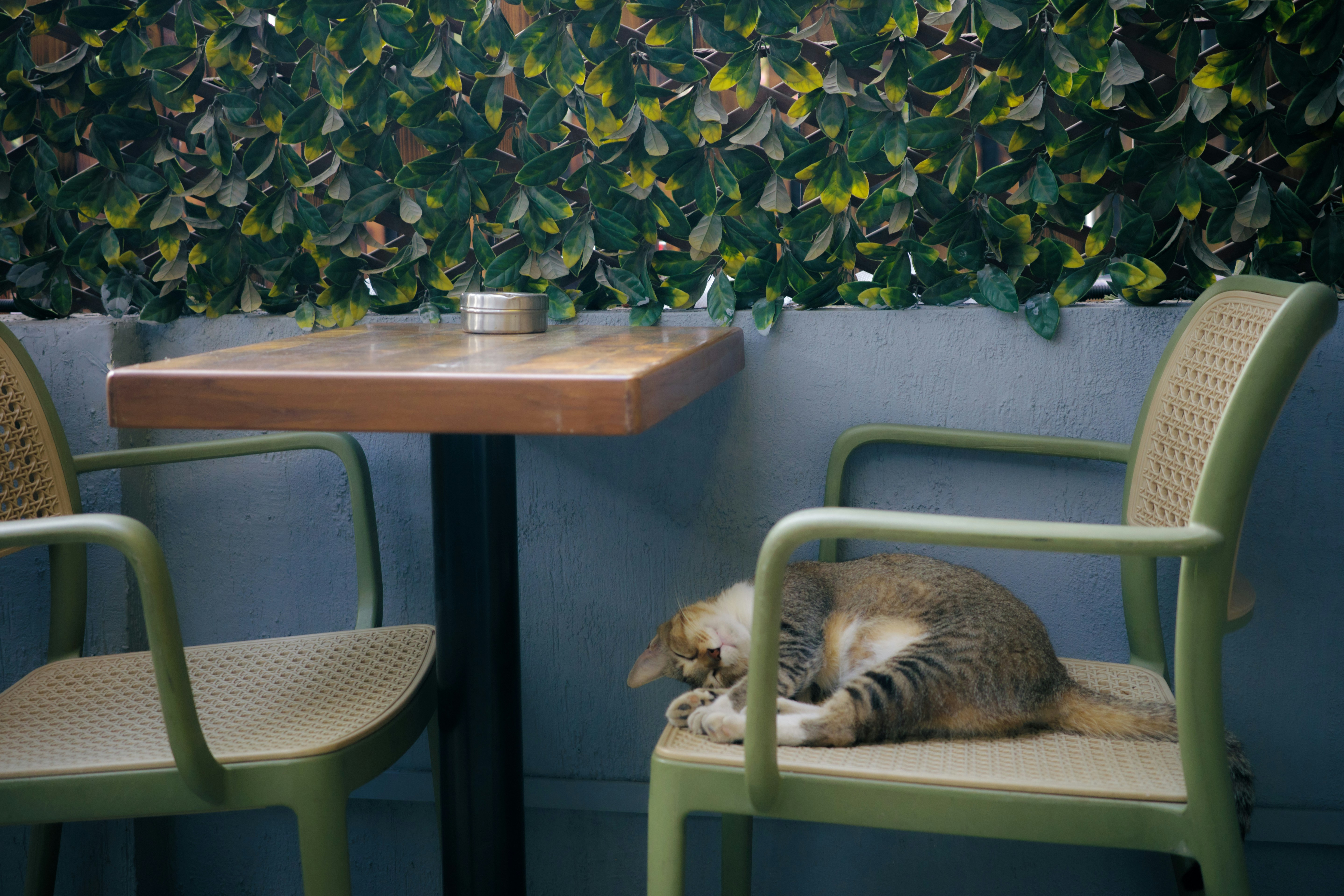 Quiet Café Alfresco: A Cat Dozes Between Chairs