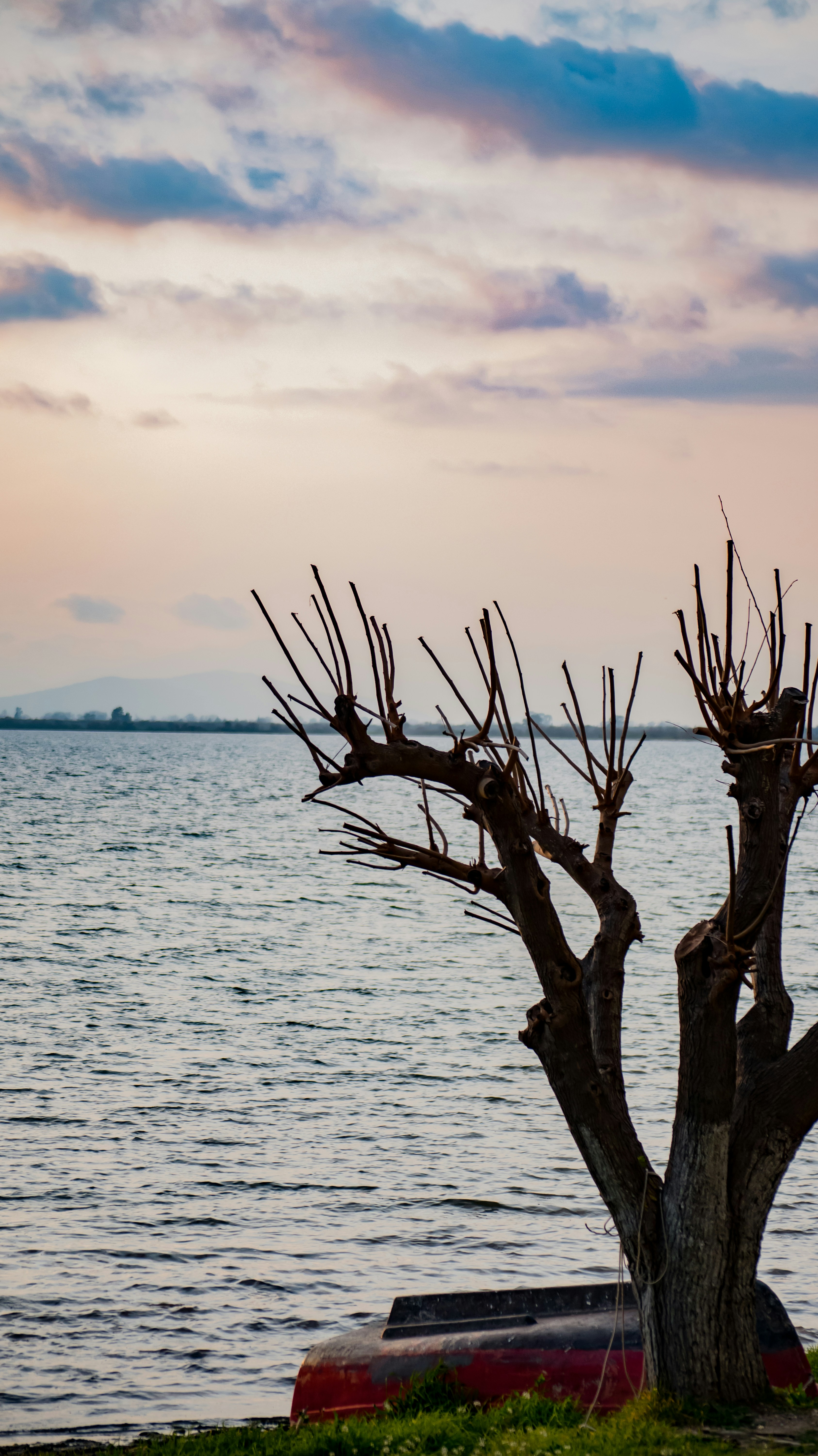 Silhouetted Winter Tree by the Lake at Dusk