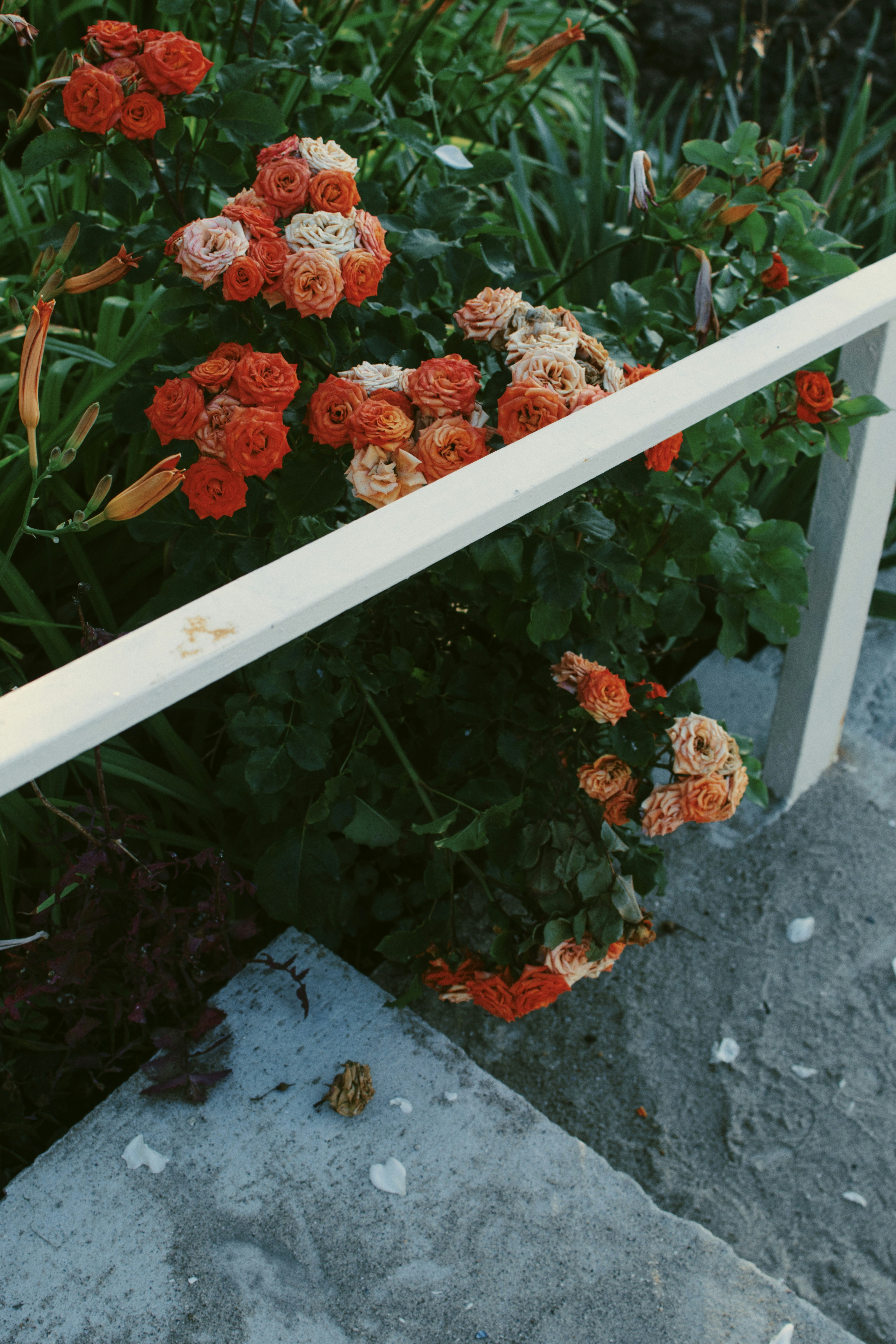 Rusted railing crescents a cascade of orange roses along a garden path