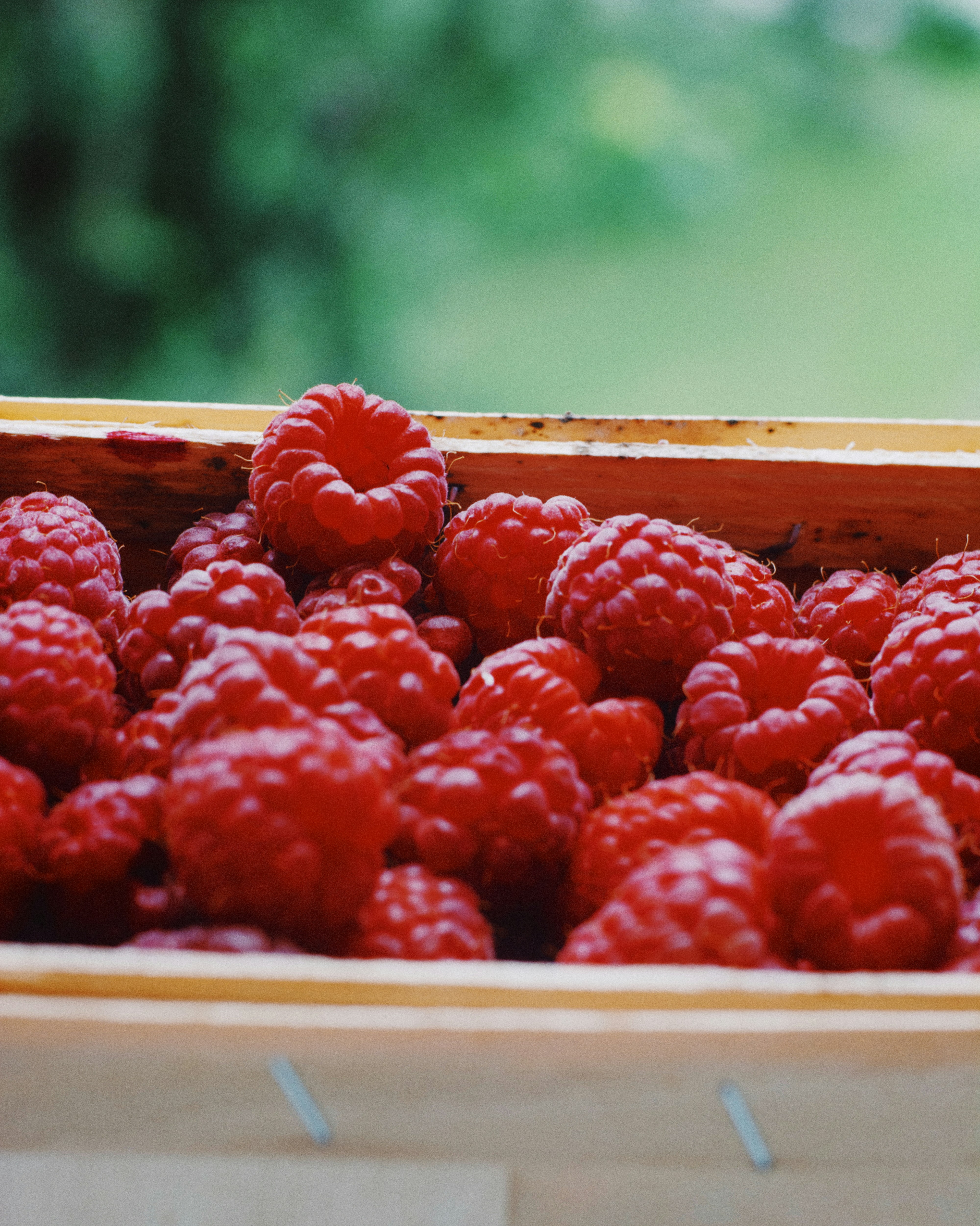 Close-up of ripe raspberries spilling over a wooden crate