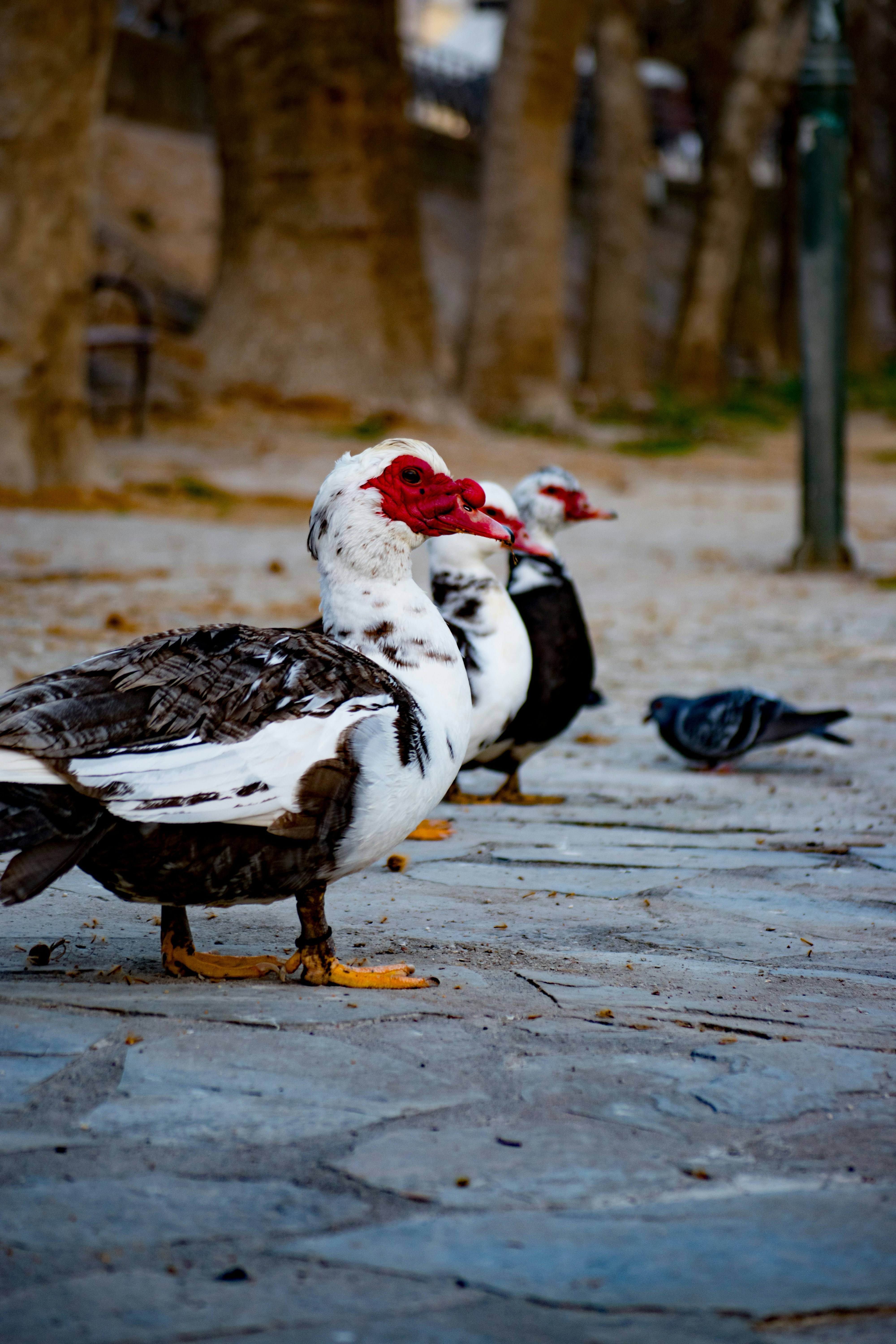 Red-Fronted Walkers in a Palm-Shaded Quay