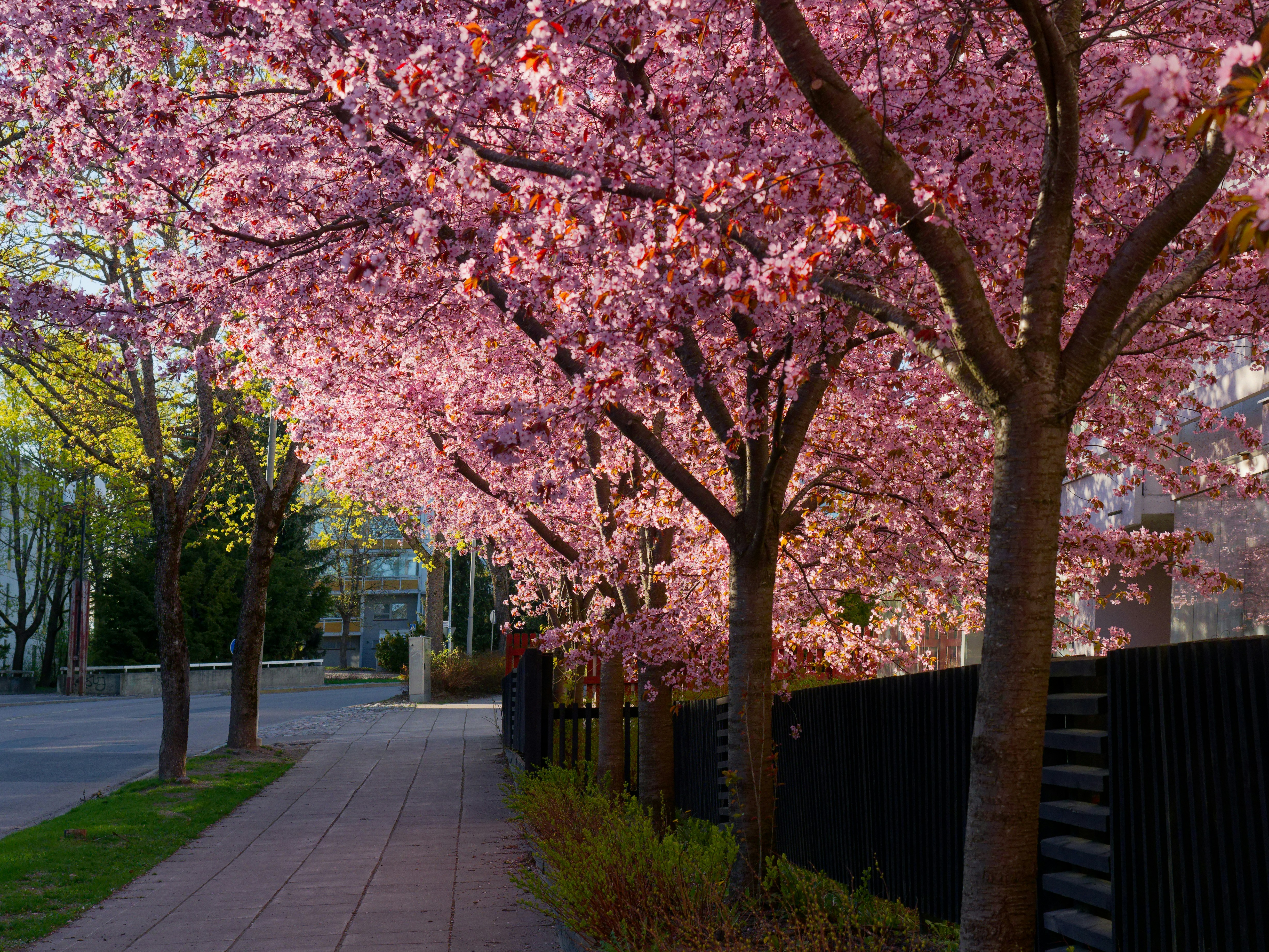 Cherry Blossom Boulevard: Soft Pink Canopy over a Quiet Street