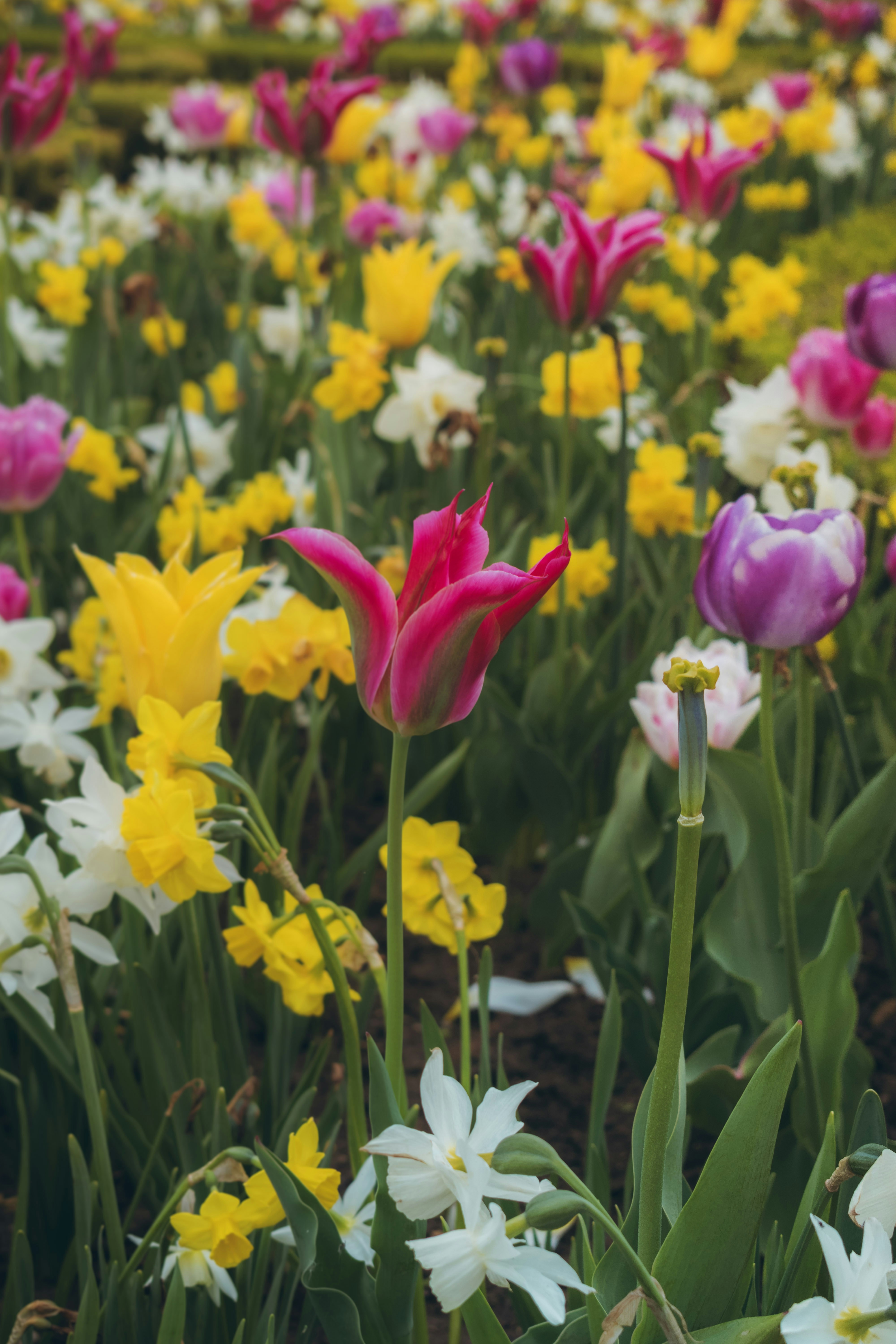 Pink Tulip Rising Above a Sea of Sunlit Blooms