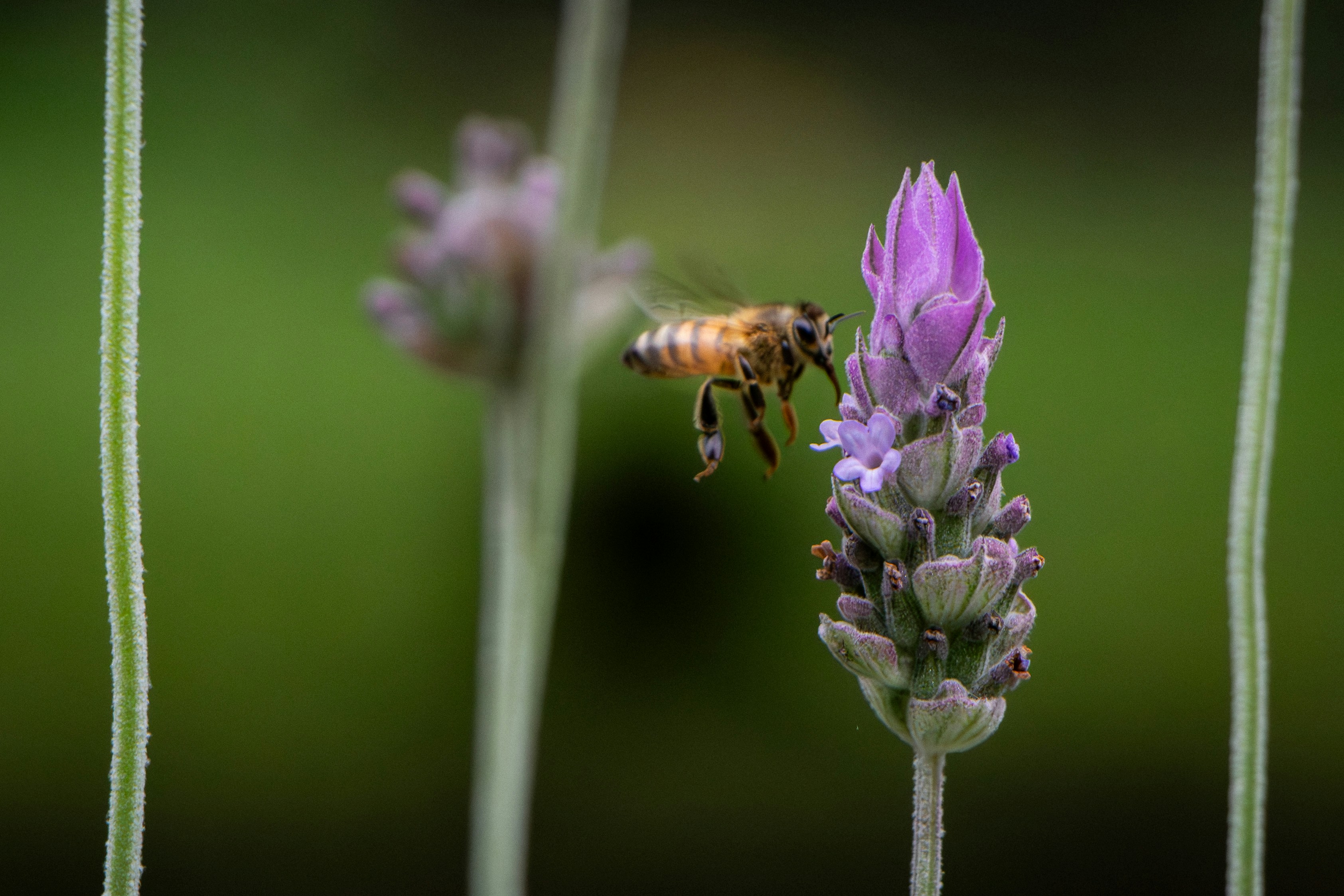 Hovering Pollinator Near Purple Lavender Spike