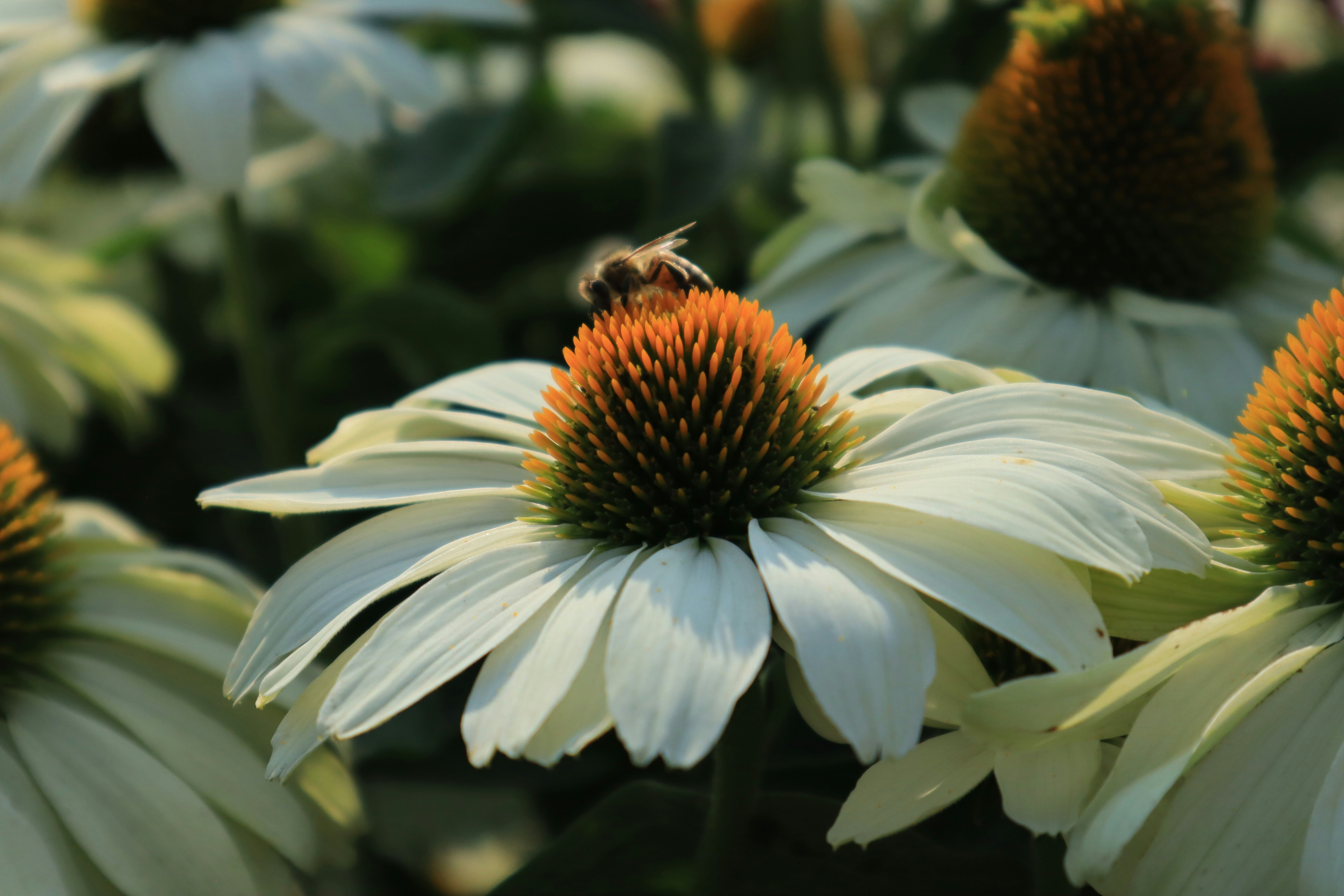 Macro bloom: a bee on a coneflower under soft daylight