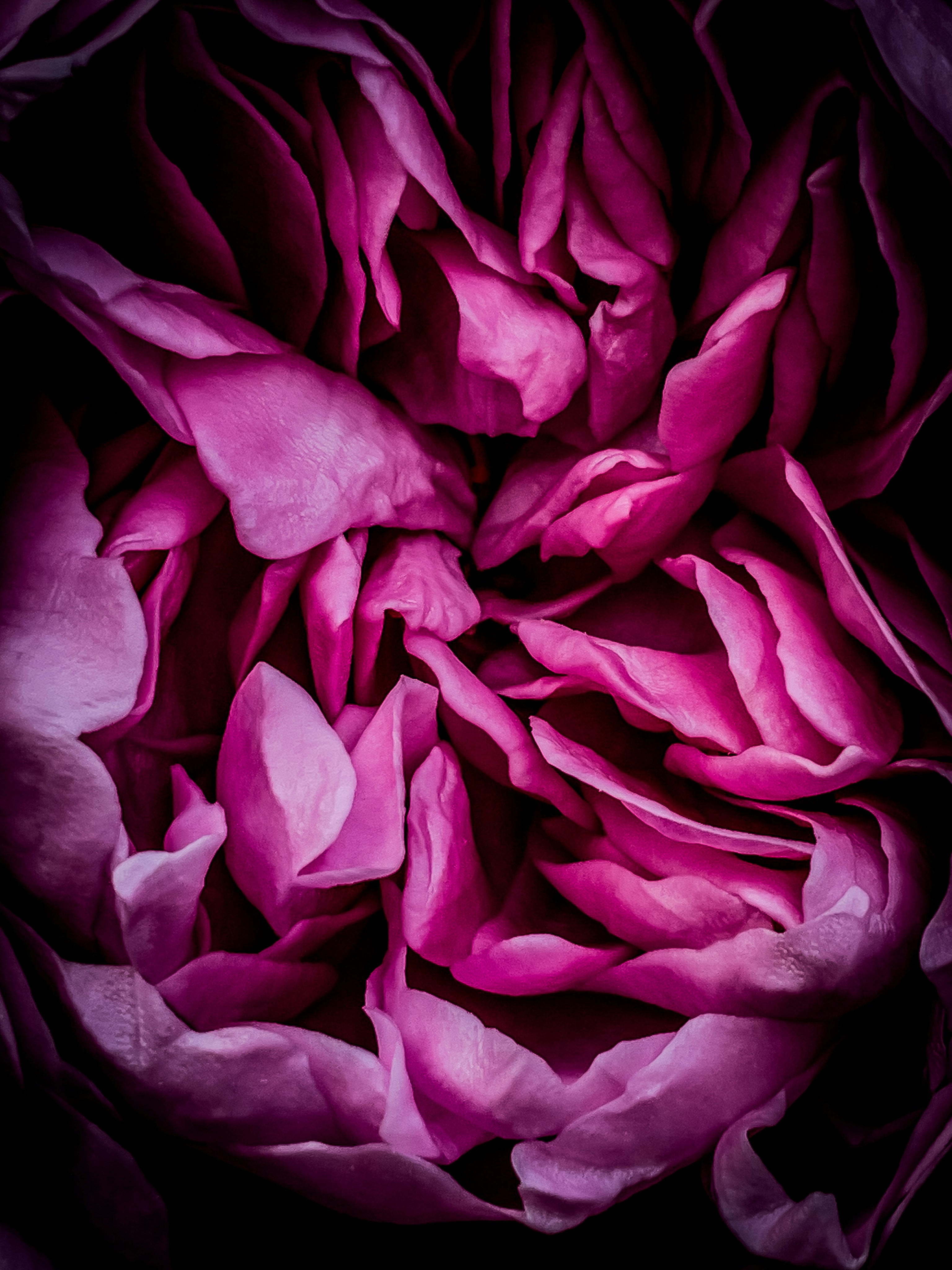 Crimson Petal Mosaic