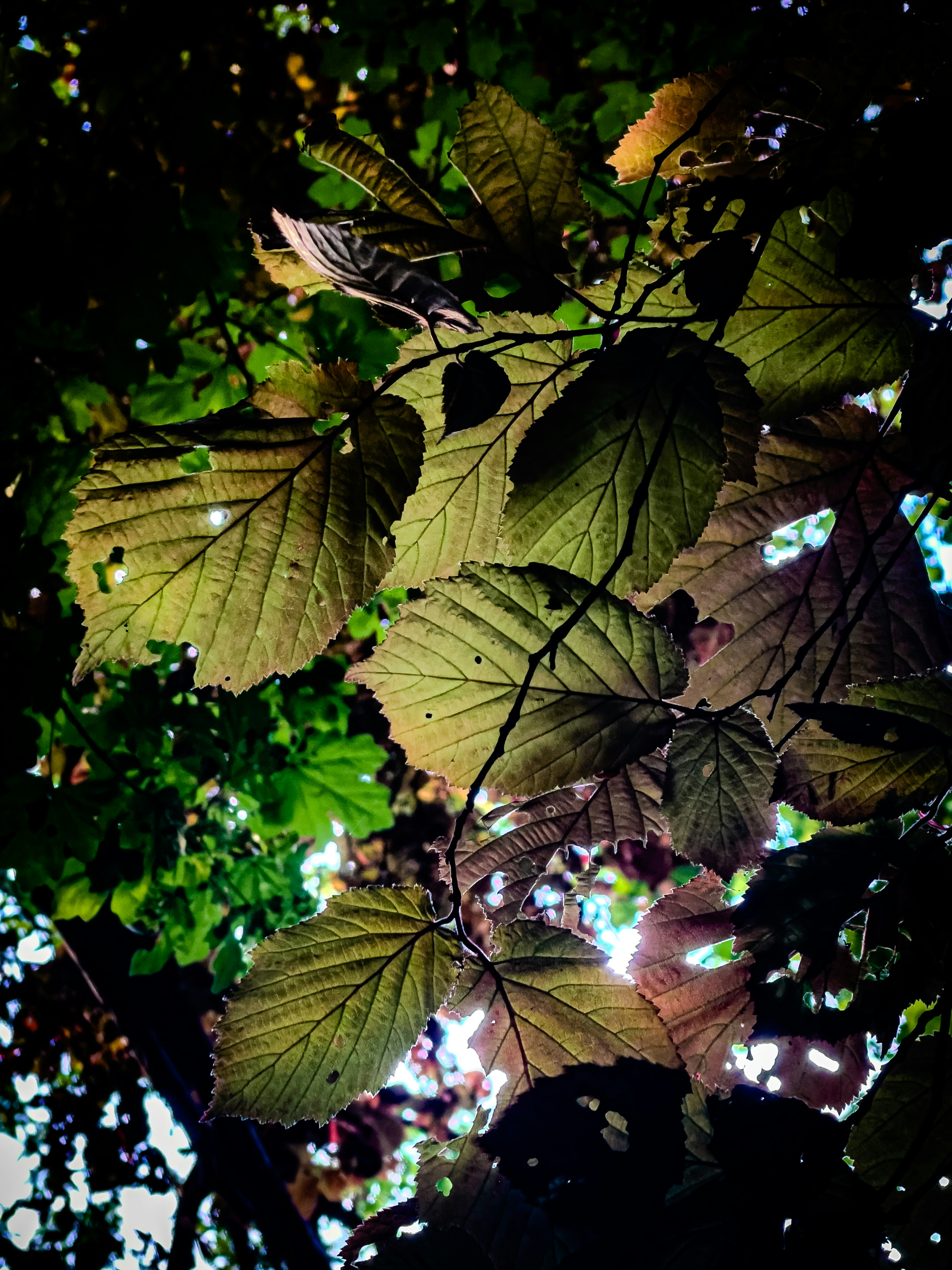 Backlit Maple Canopy: Veins and Light Through Autumn Leaves