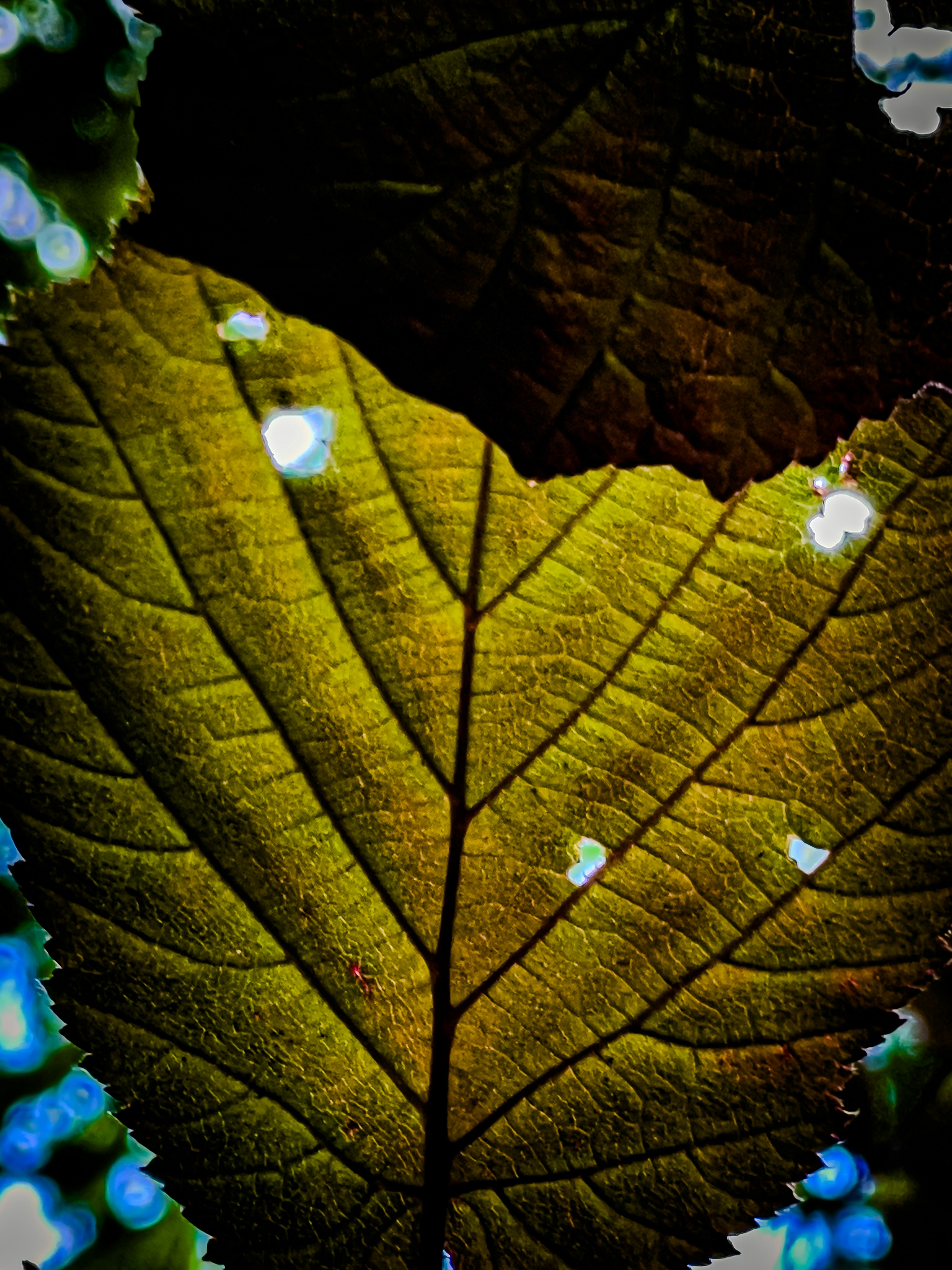 Veined Leaf Illuminated: Autumn Light through a Golden Vein