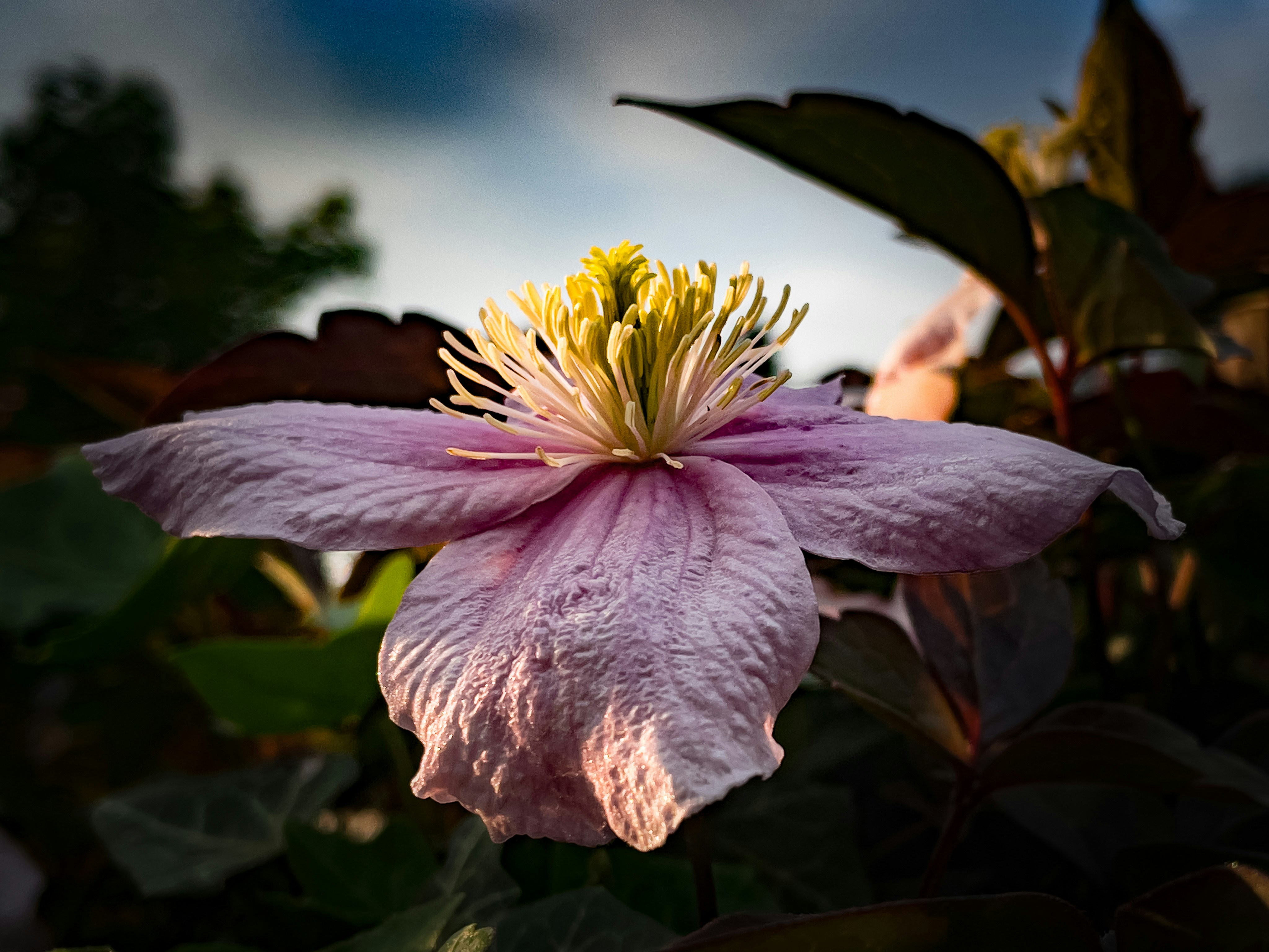 Desaturated Bloom: A Close-Up of a Pink Hellebore in Evening Light