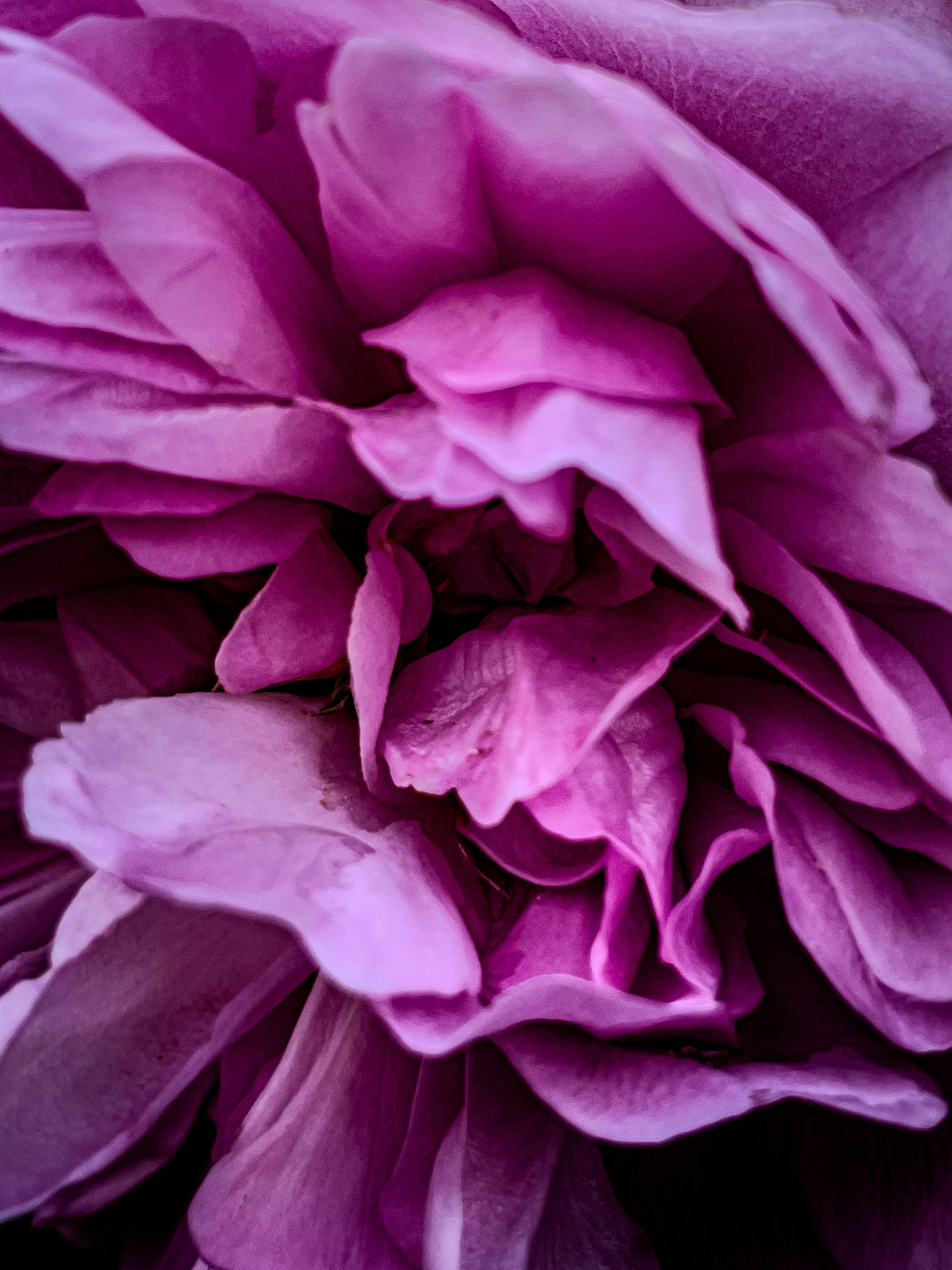Petal Depth: A Close-Up in Violet