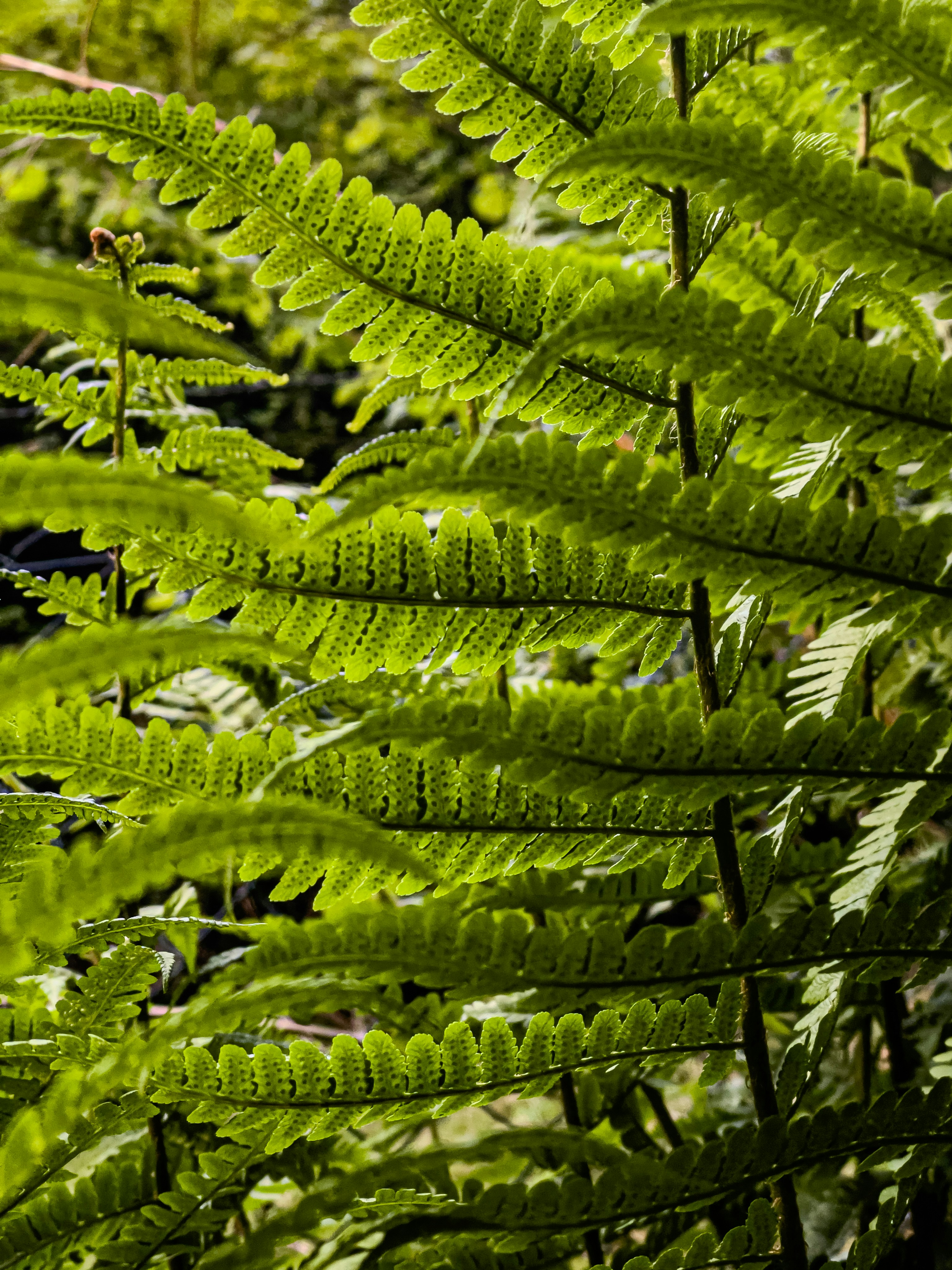 Emerald Ferns in Sunlit Fronds