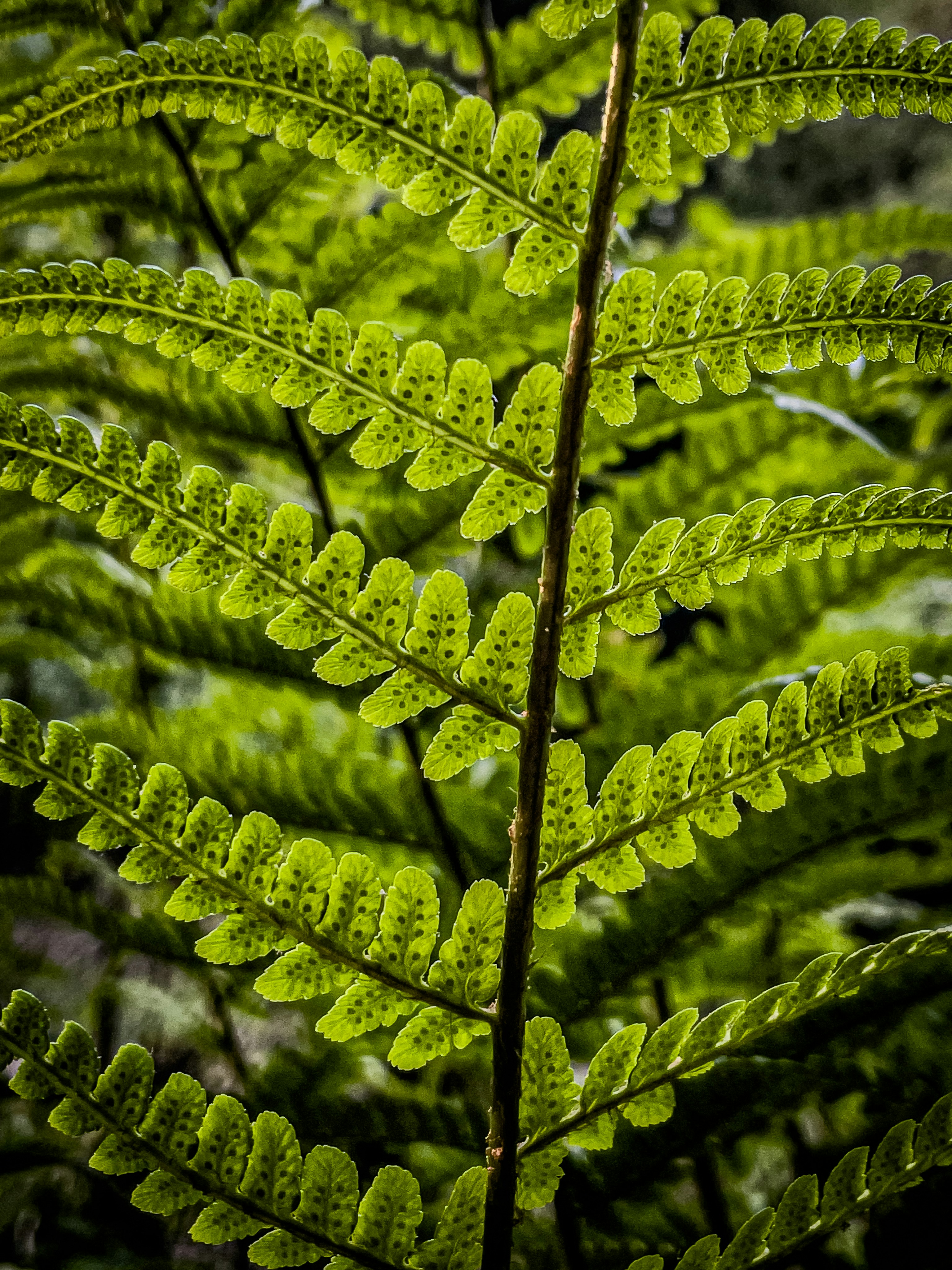 Fronds in Focus: a tall fern's emerald lattice