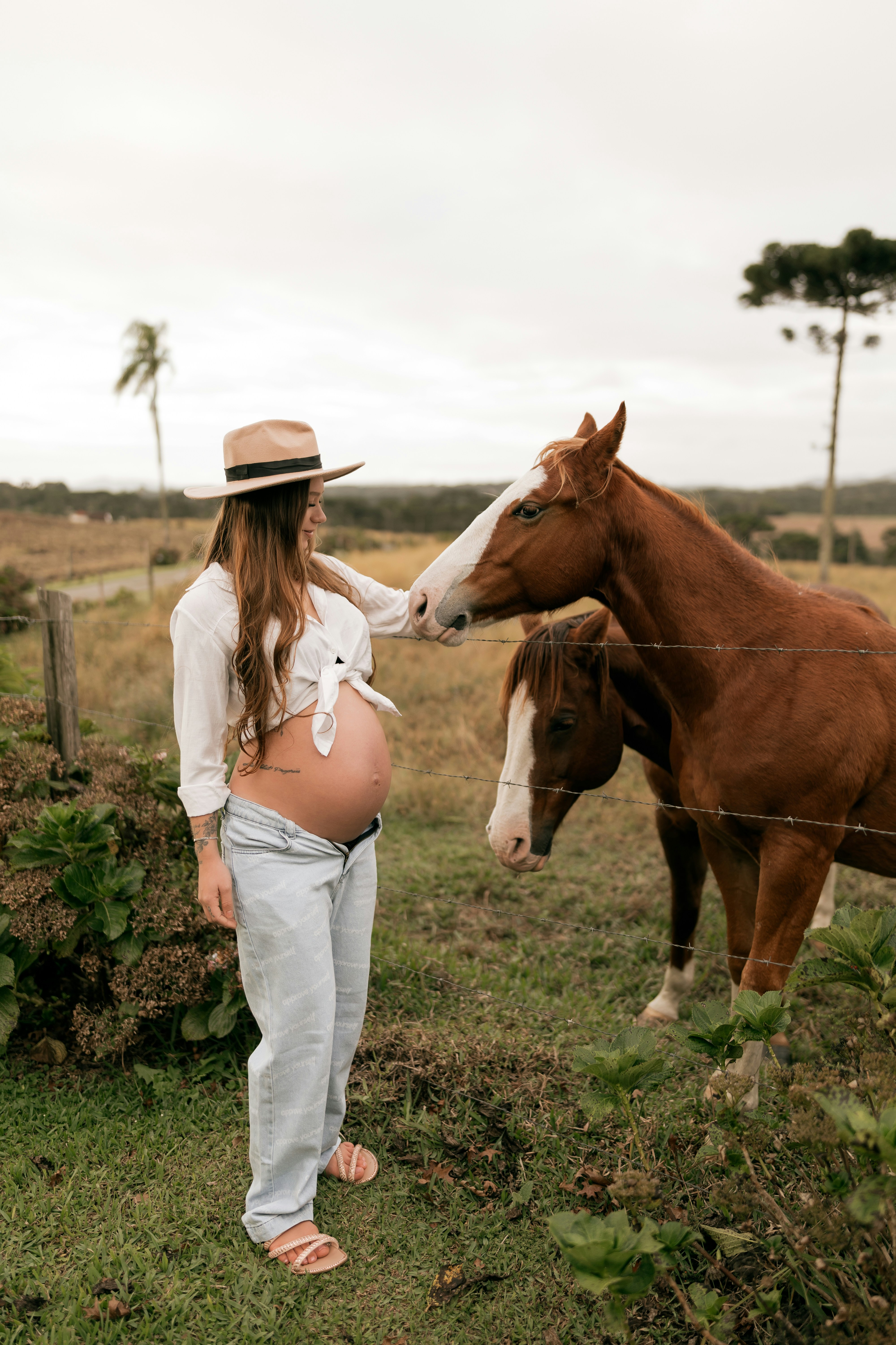 Pasture Portrait: A Expectant Moment with Horses